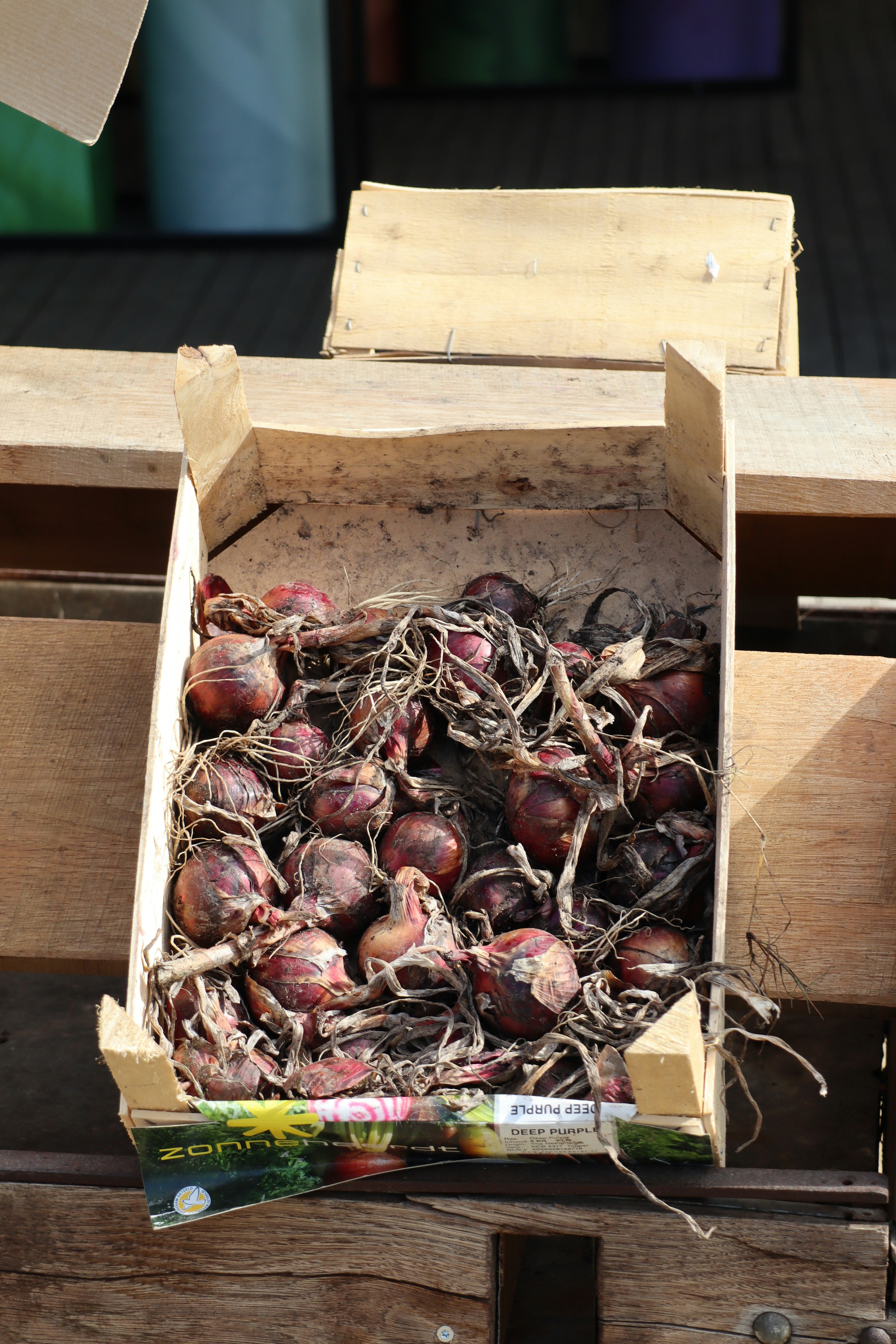 Rubies of the Farm: A Box of Onions Ready for Market