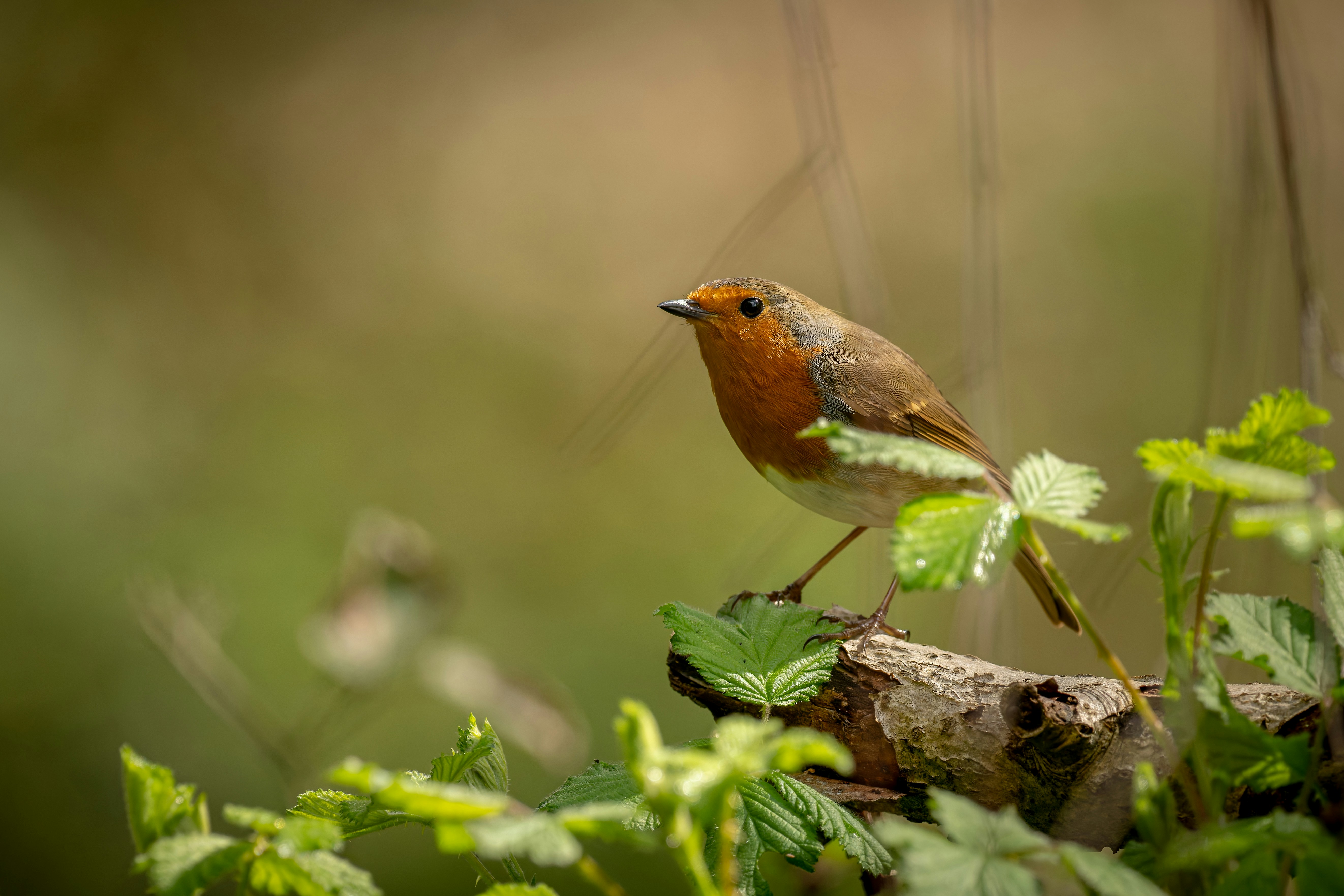 Rusty Robin: An Ember-Soaked Warbler Rests on Fresh Green