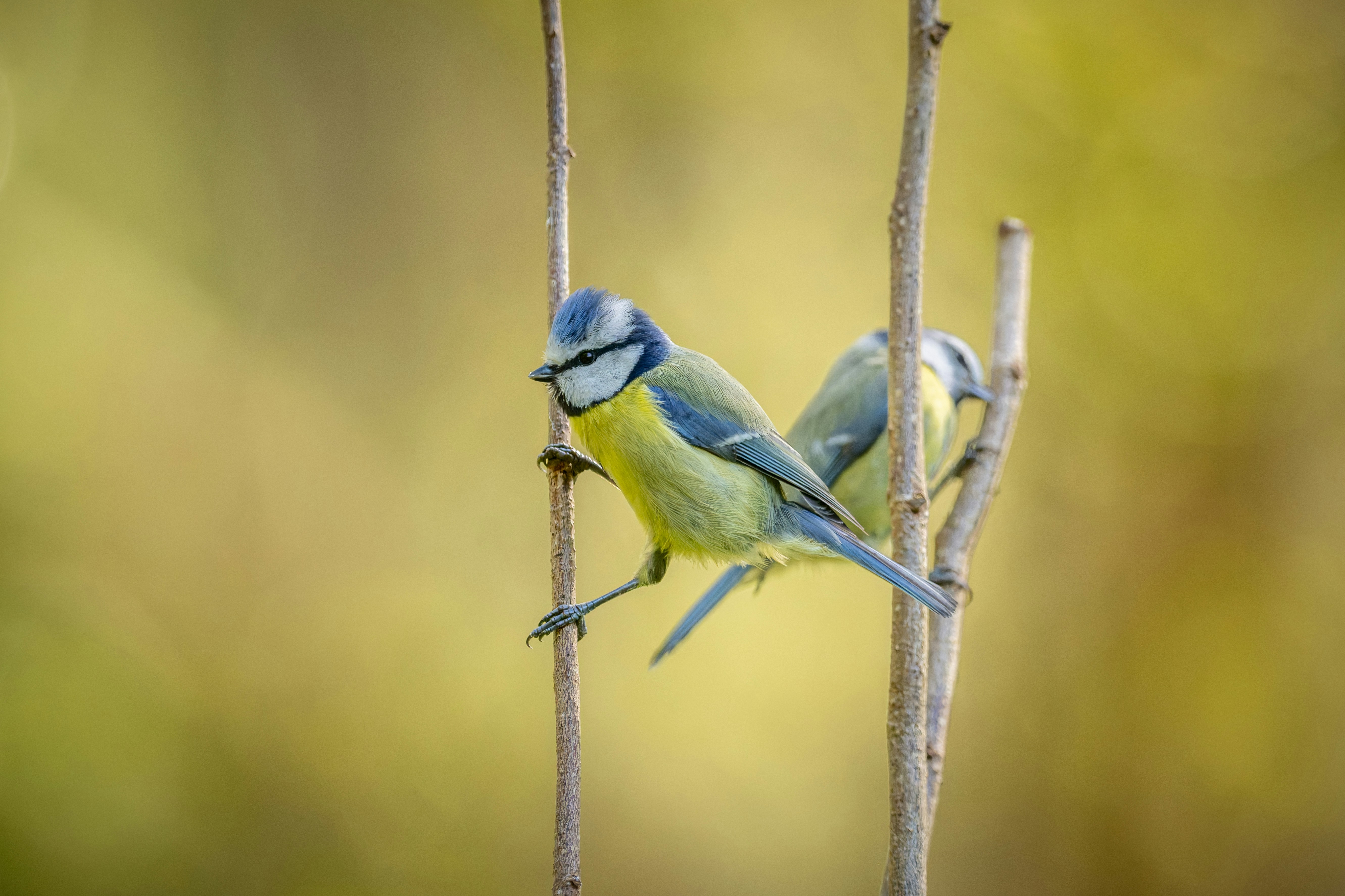 Blue Tit Perch: Delicate Spring Moment on Thin Branches