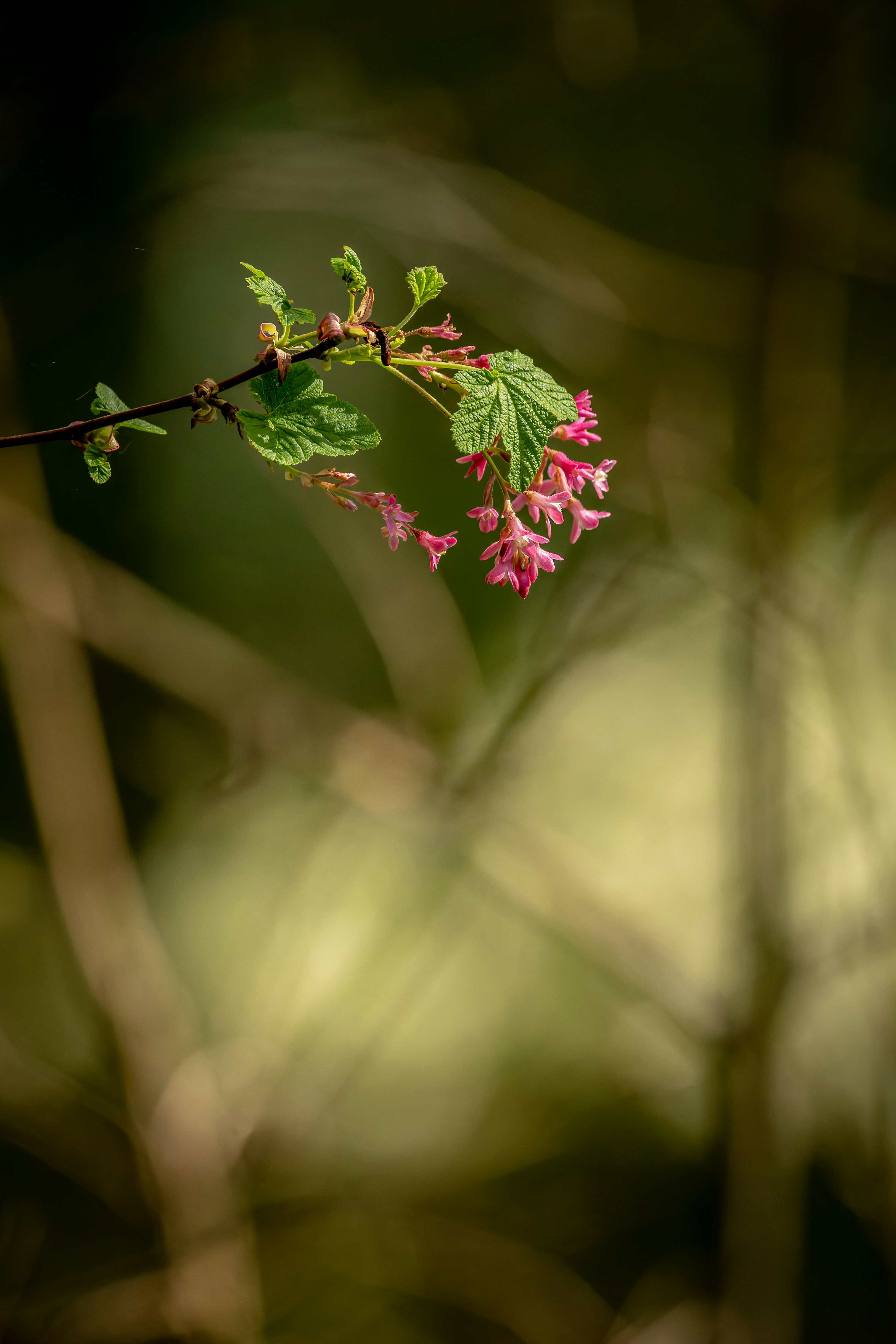 Pink blossom on a delicate branch against a soft forest glow