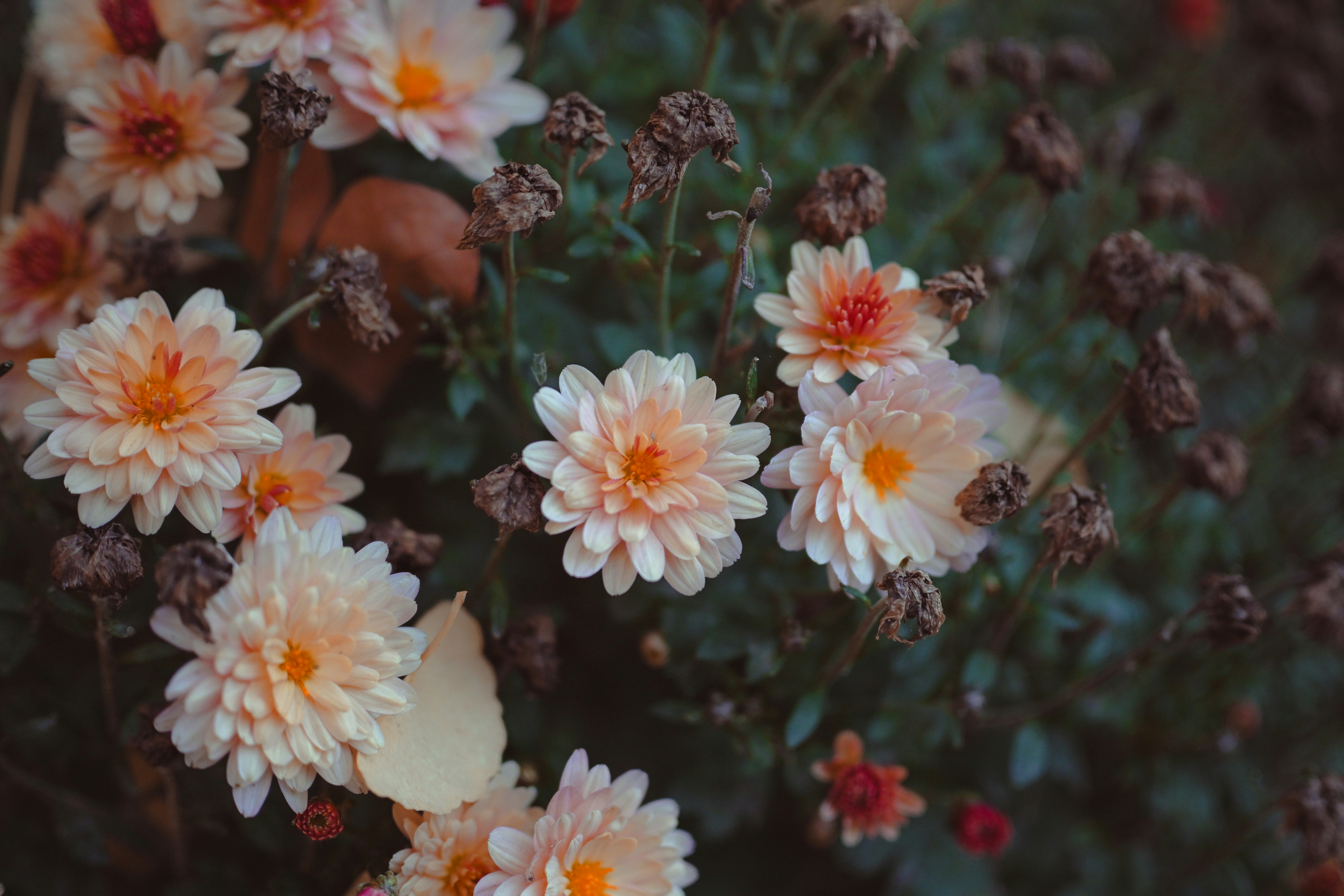 Floral Mosaic: Peach-centered Chrysanthemums in Soft Dusk