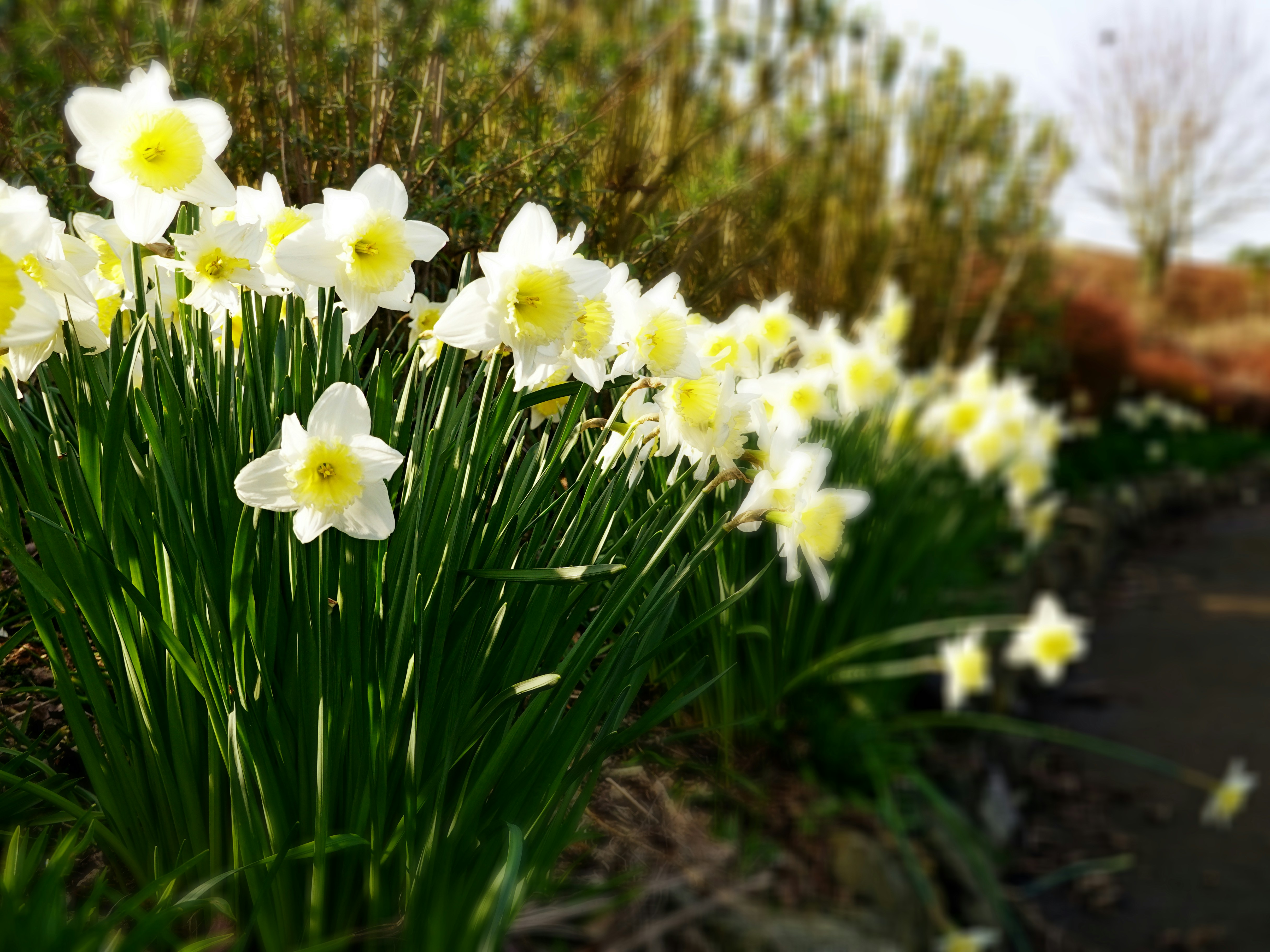 Row of white daffodils in a sunlit garden verge