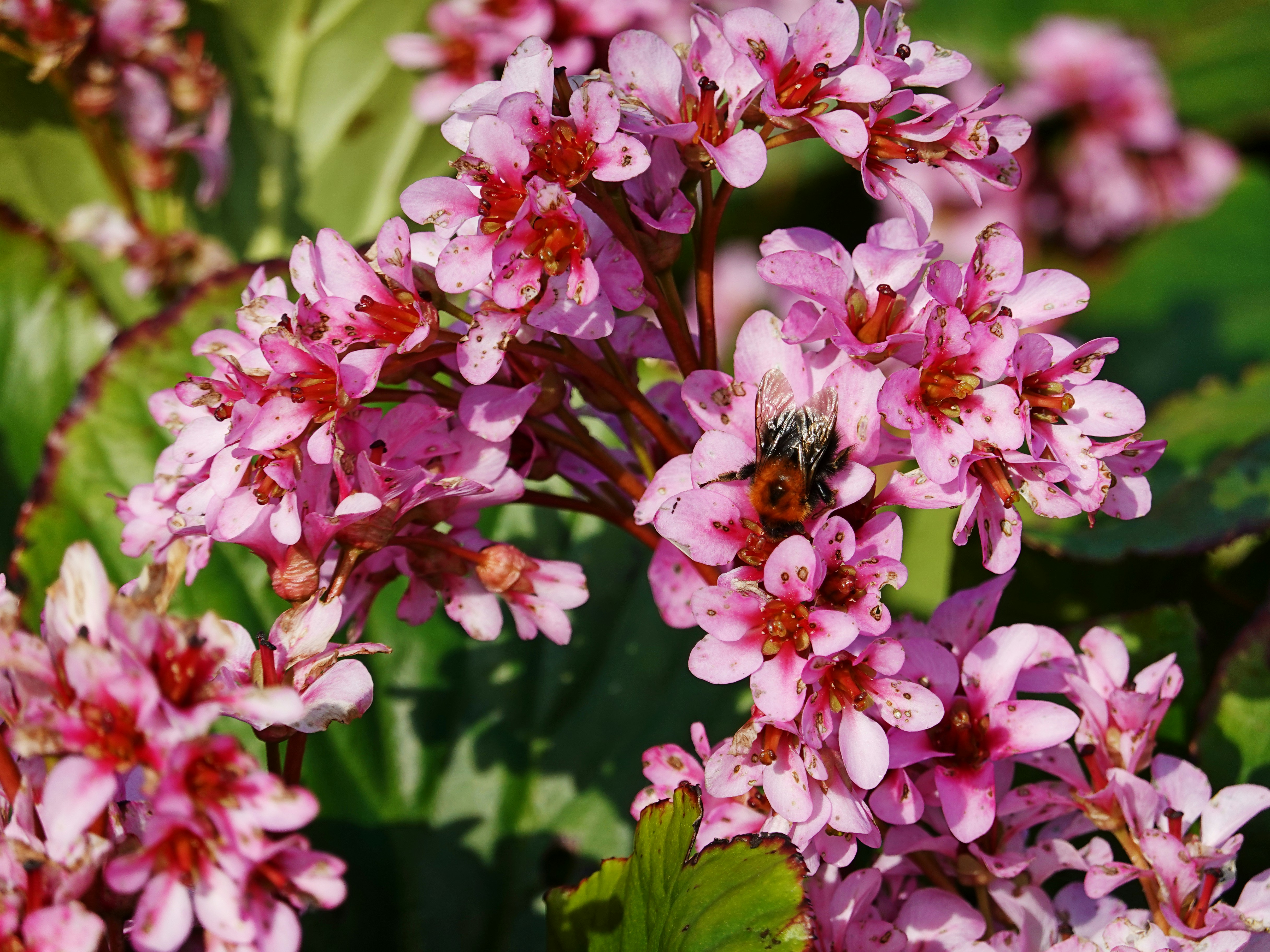 Buzz in a Petal Cloud: A Bee Amid Pink Hydrangea Clusters