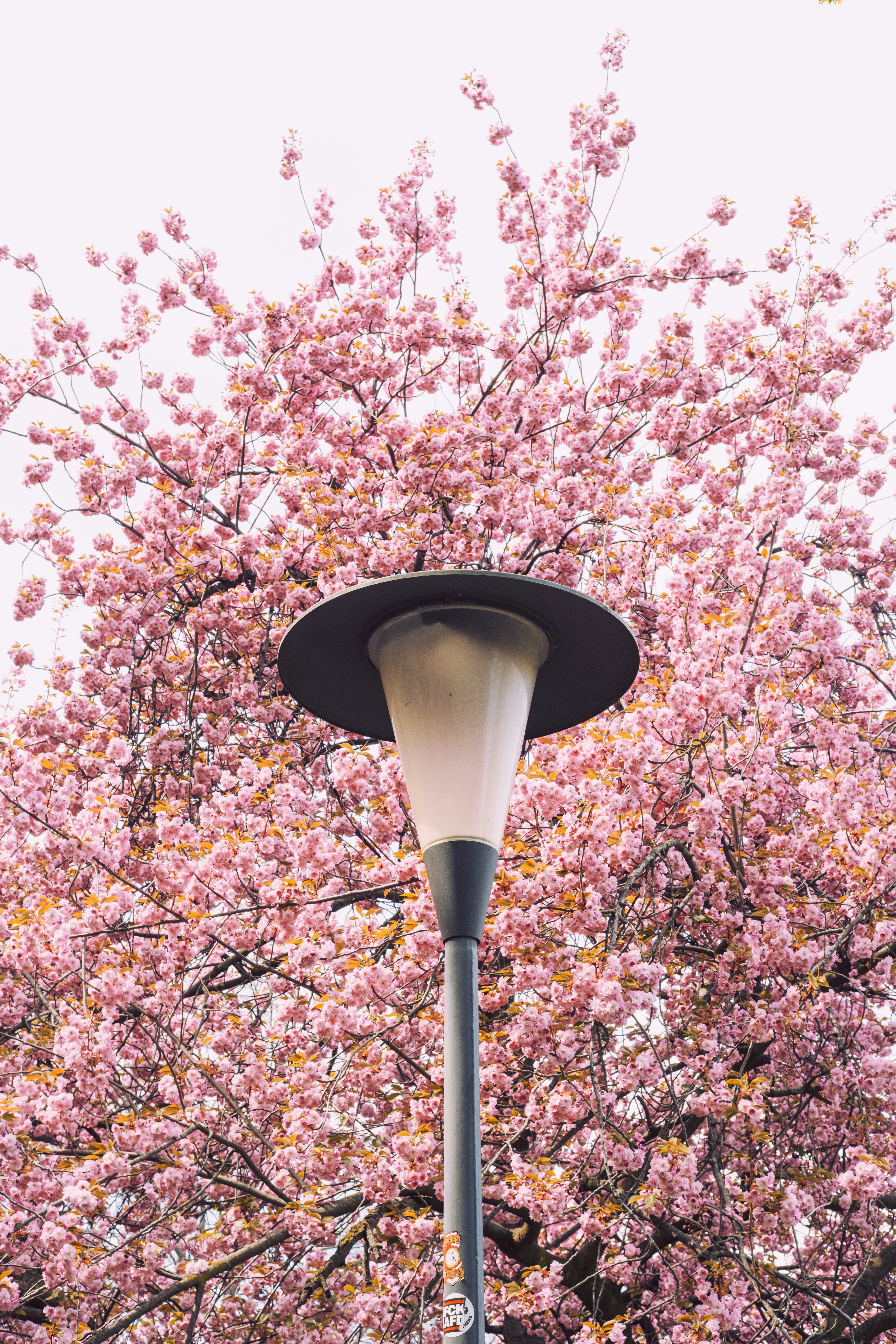 Blossom Lantern: Pink Crown Beneath a Curious Streetlamp