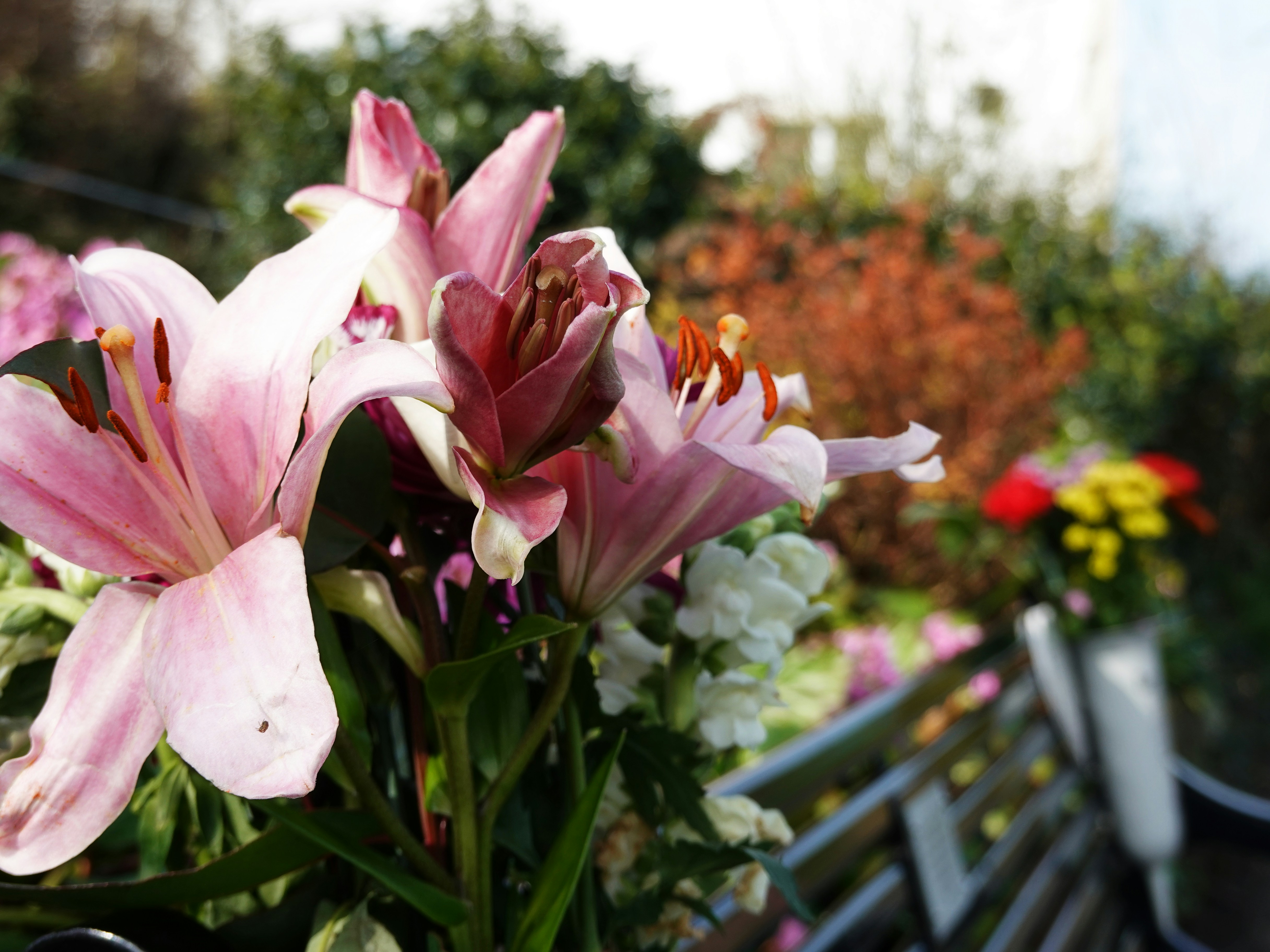 Bloom Burst: Pink Lilies in a Sunlit Garden