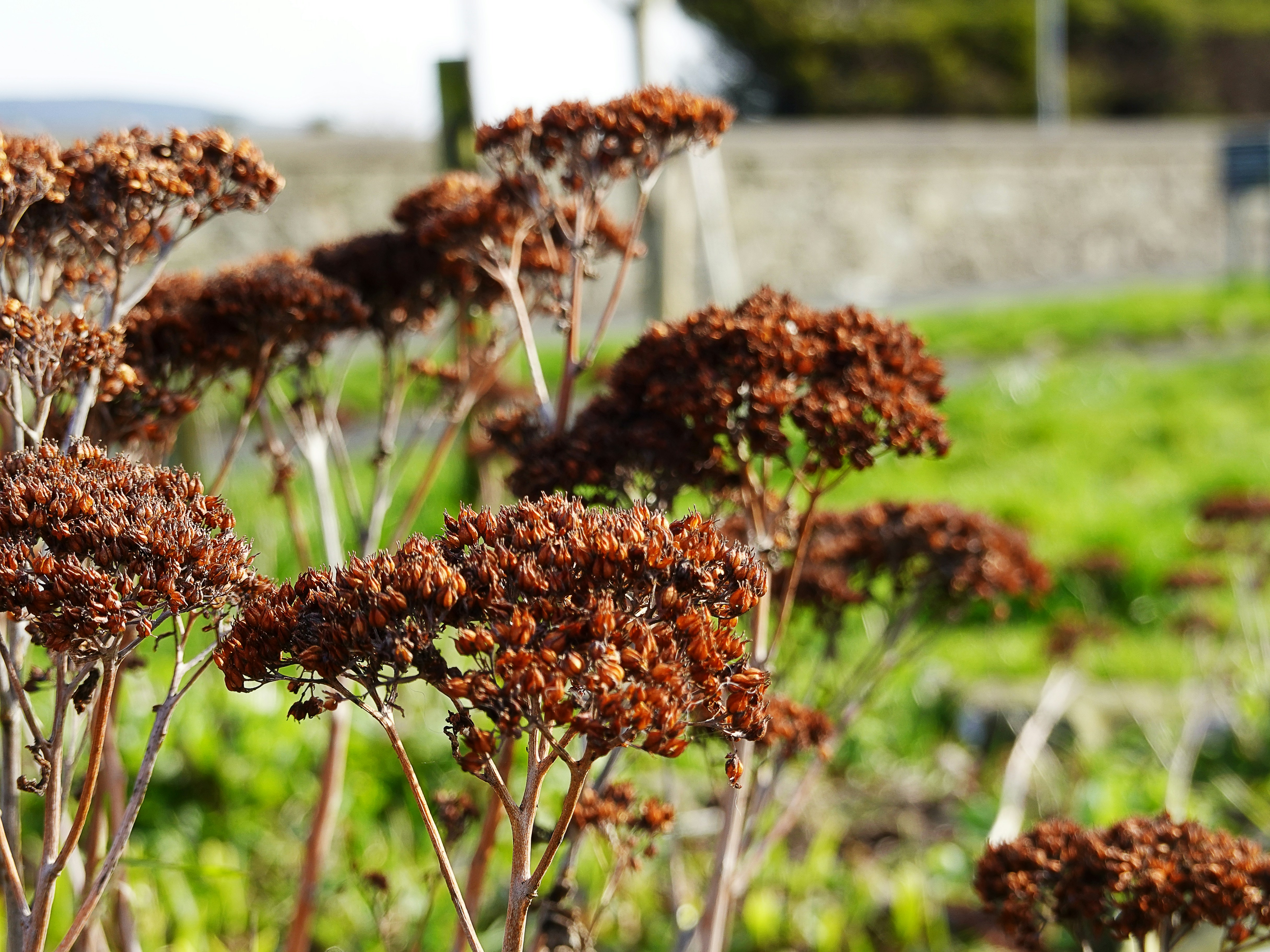Rusty Caruncles in a Meadow: Dormant floral silhouettes against a sunlit backdrop
