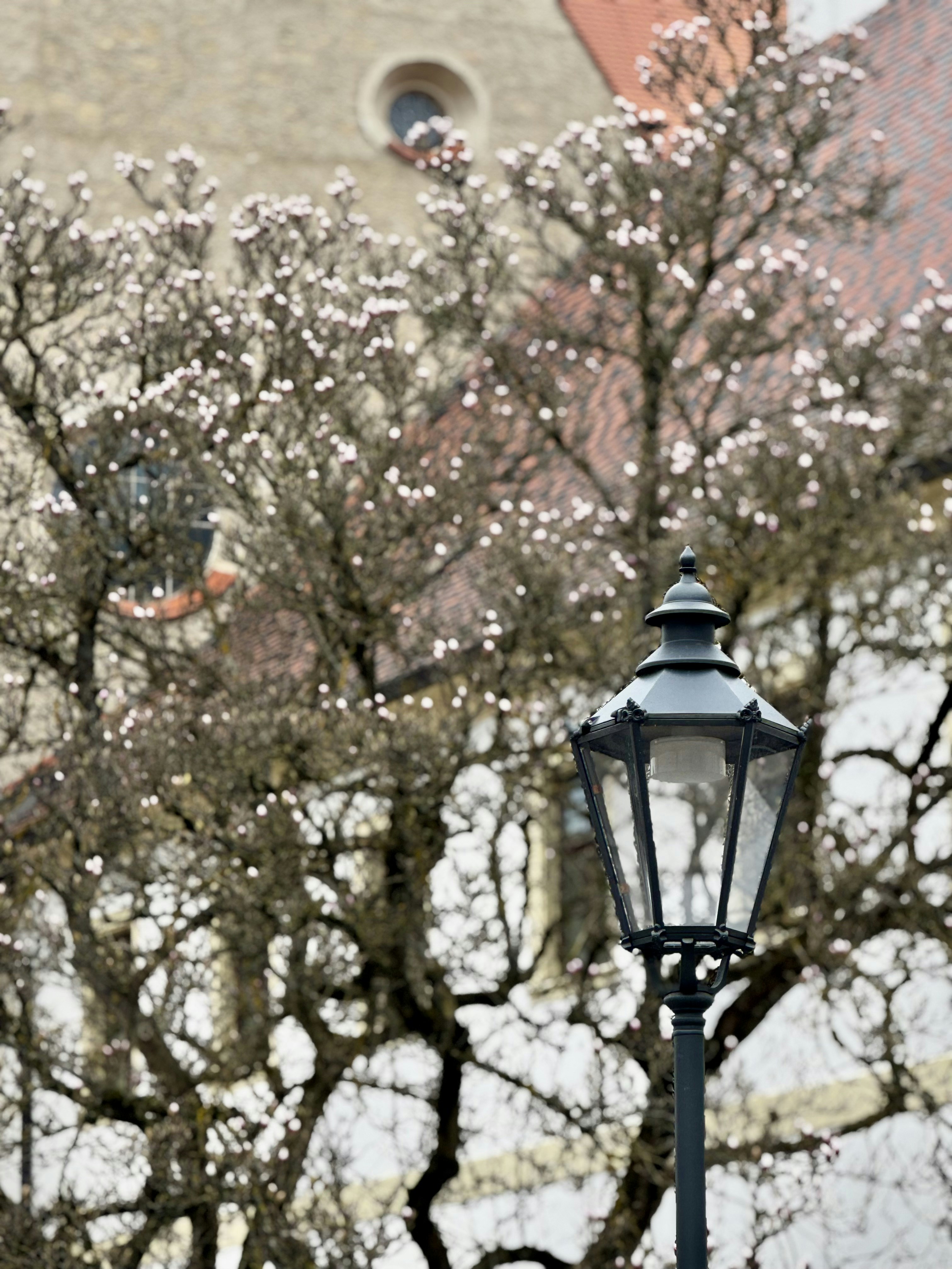 Street Lamp in Bloom: Winter Cherry Blossoms Framing an Old Building