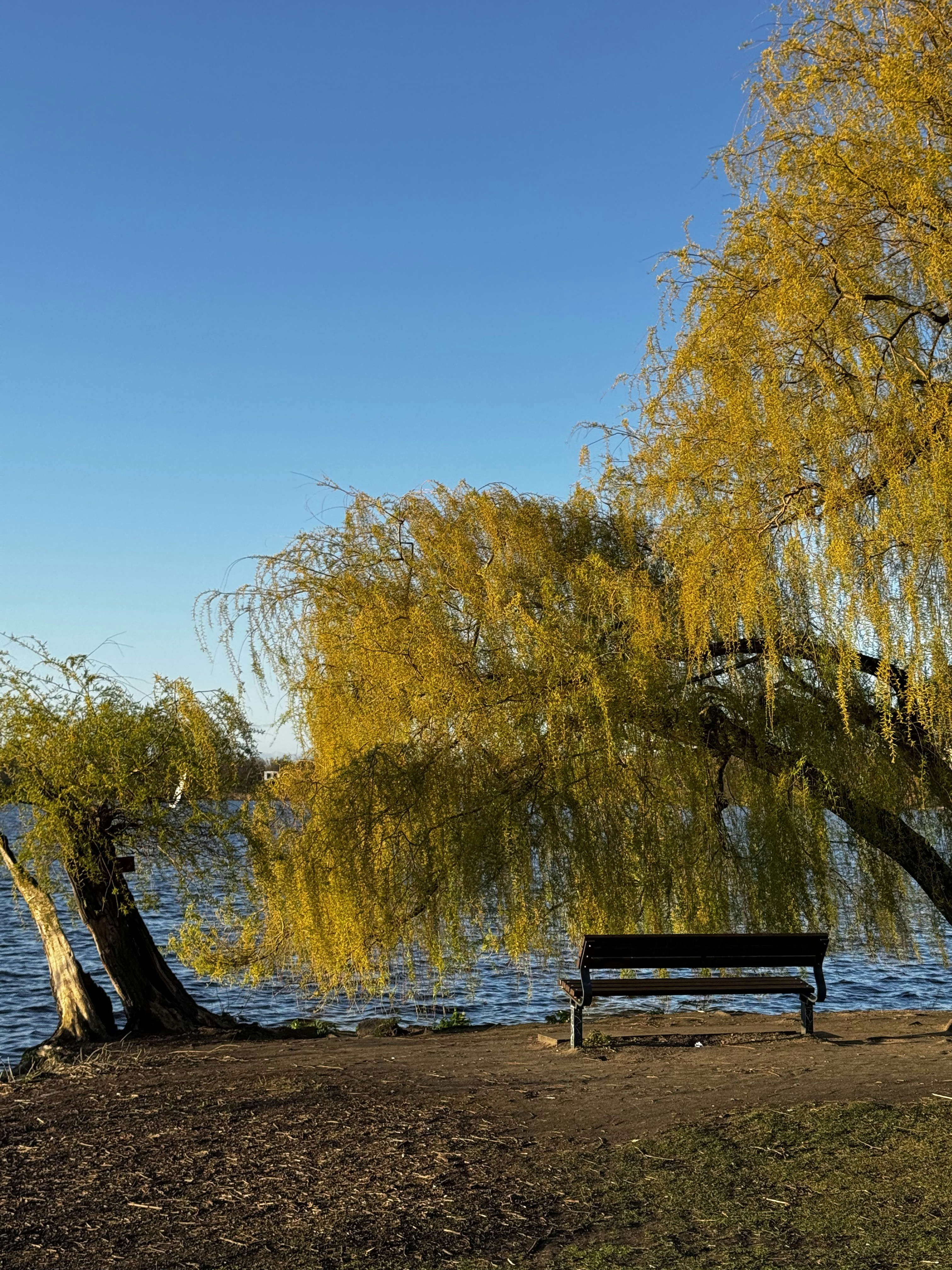 Autumn Willow by the Lake: Quiet Bench at Dusk