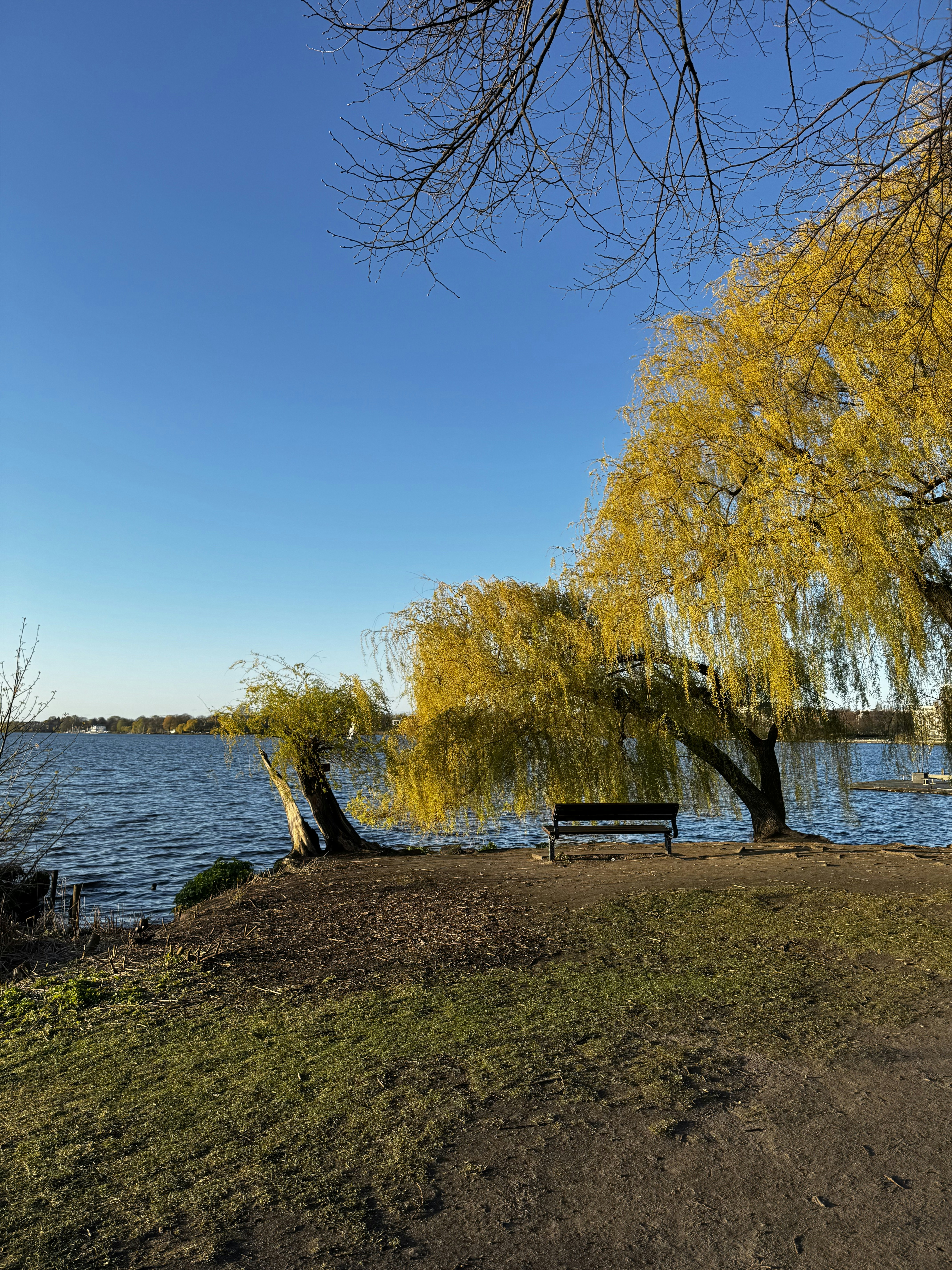 Golden Weeping Willows by a Quiet Lake
