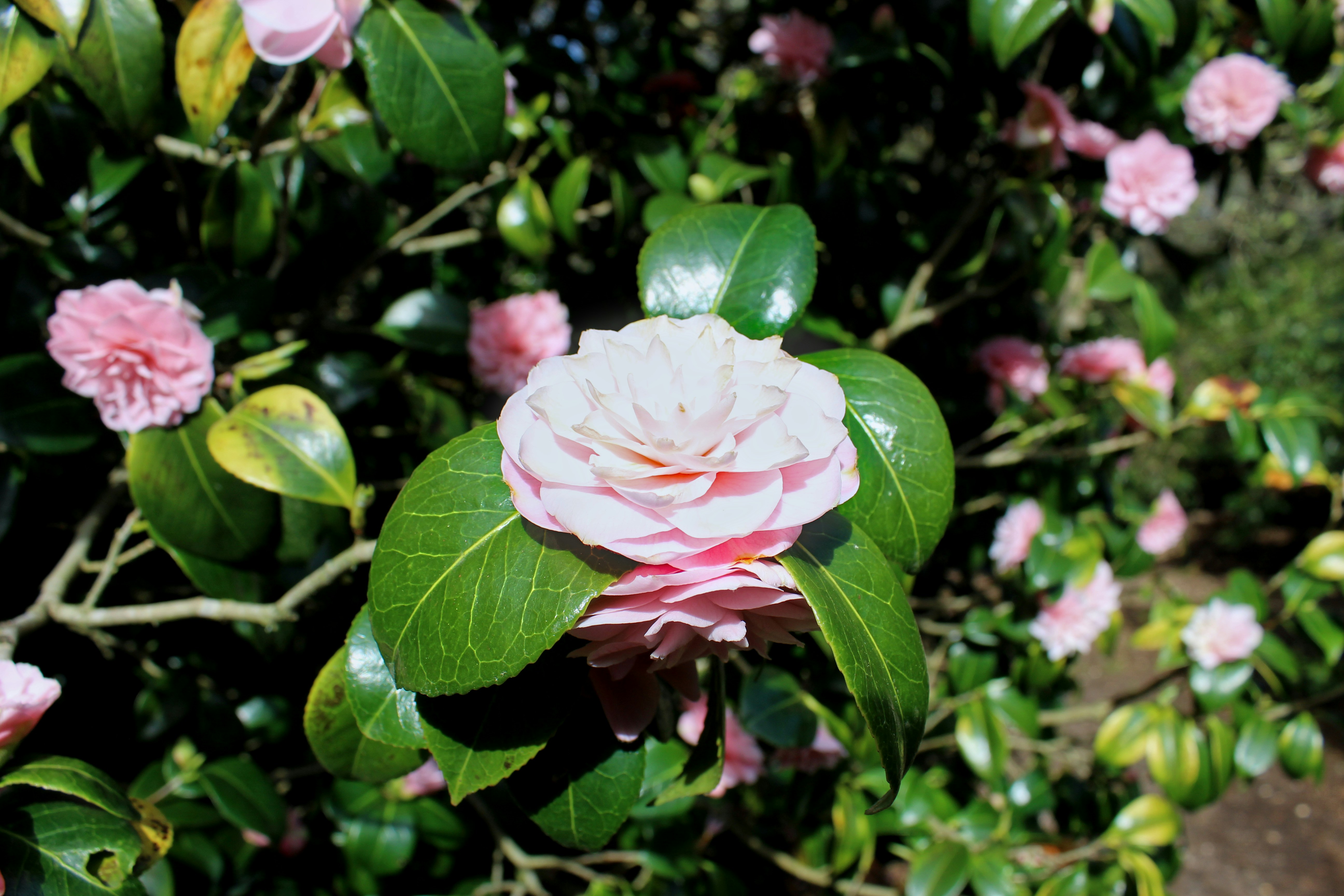 Soft-petal Spotlight on a Blush Camellia Amid Green Canopy