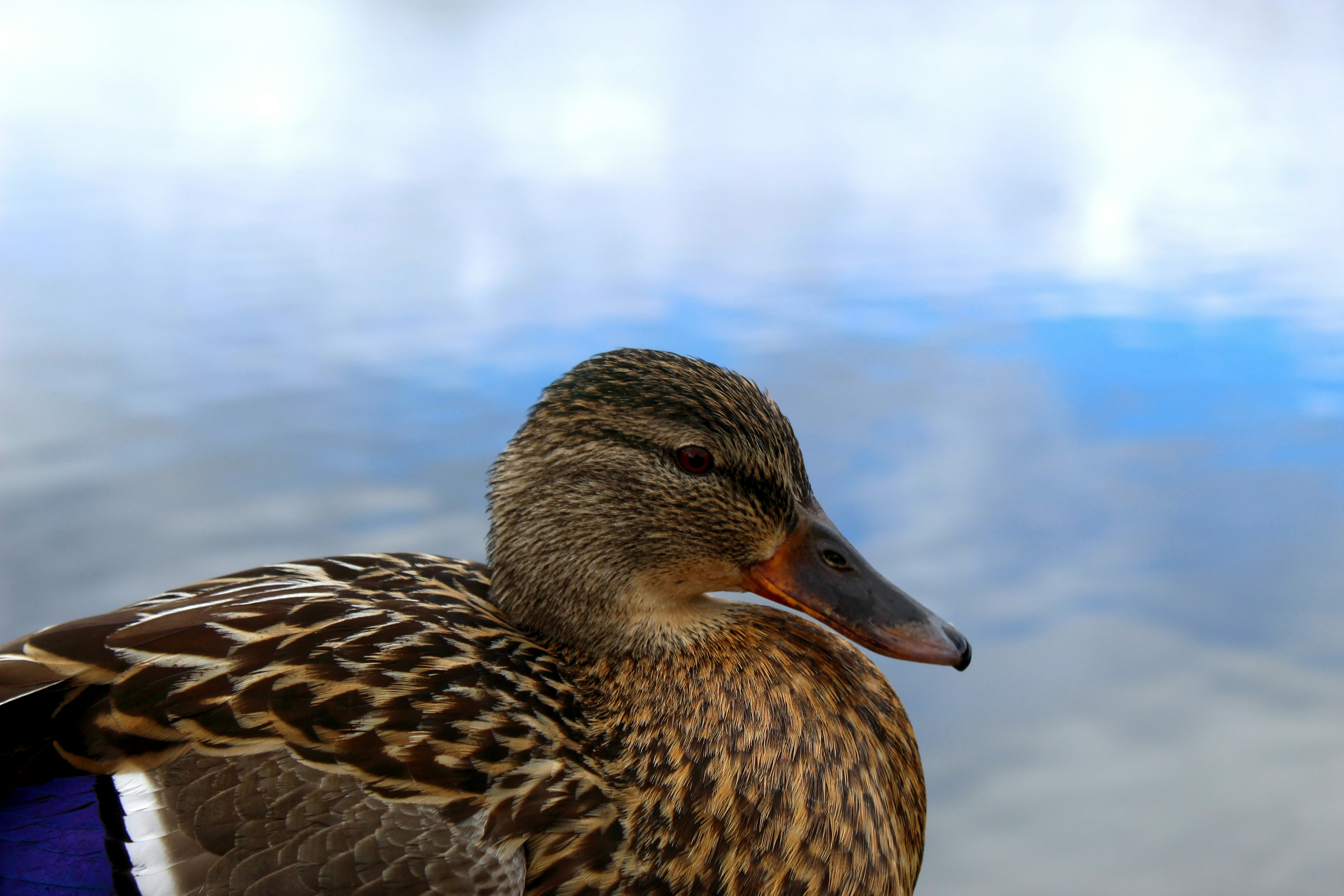 Portrait of a Waterfowl: Quiet Gaze by the Lake