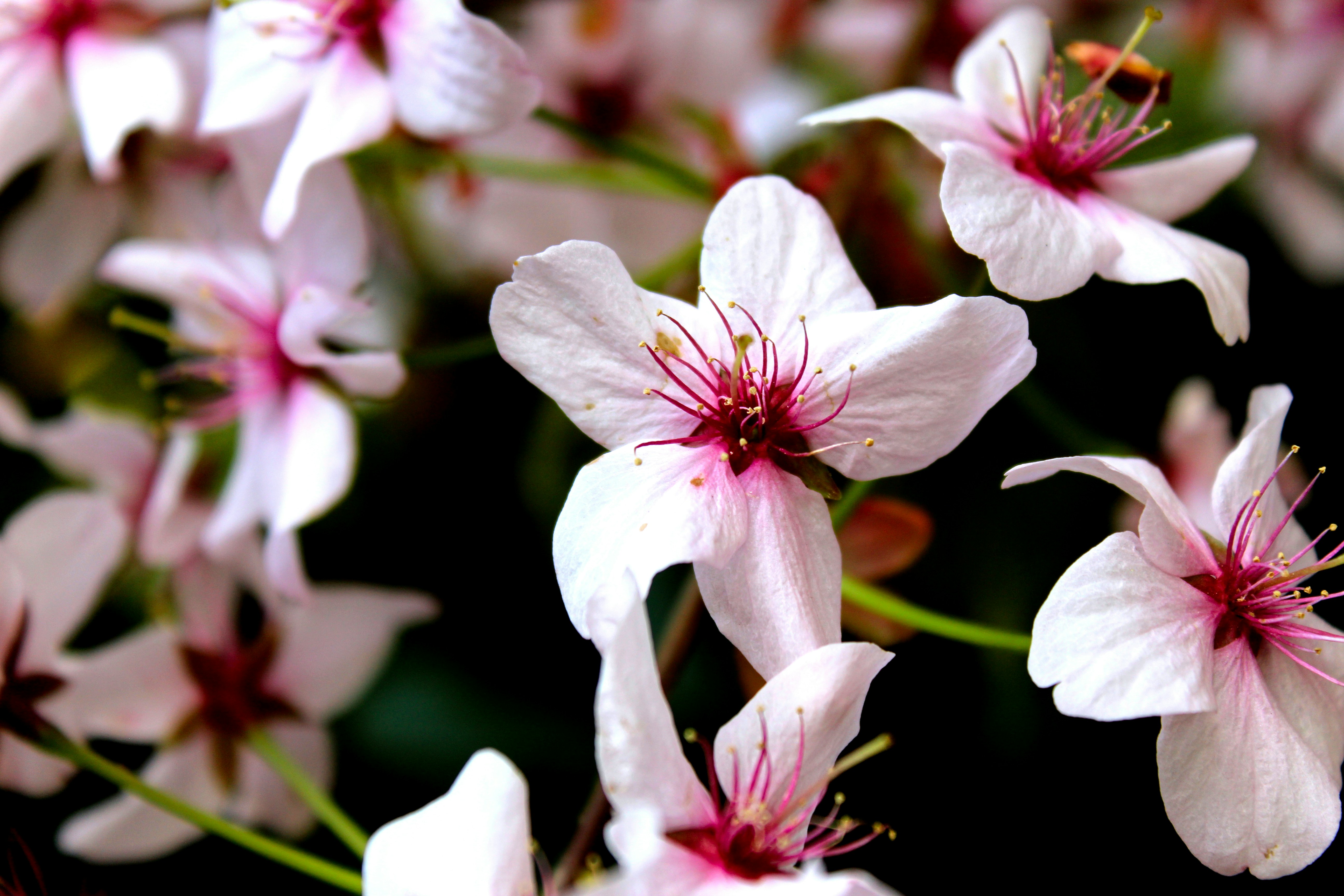 Soft Petal Confluence: Close-Up of Pink Eigenflowers