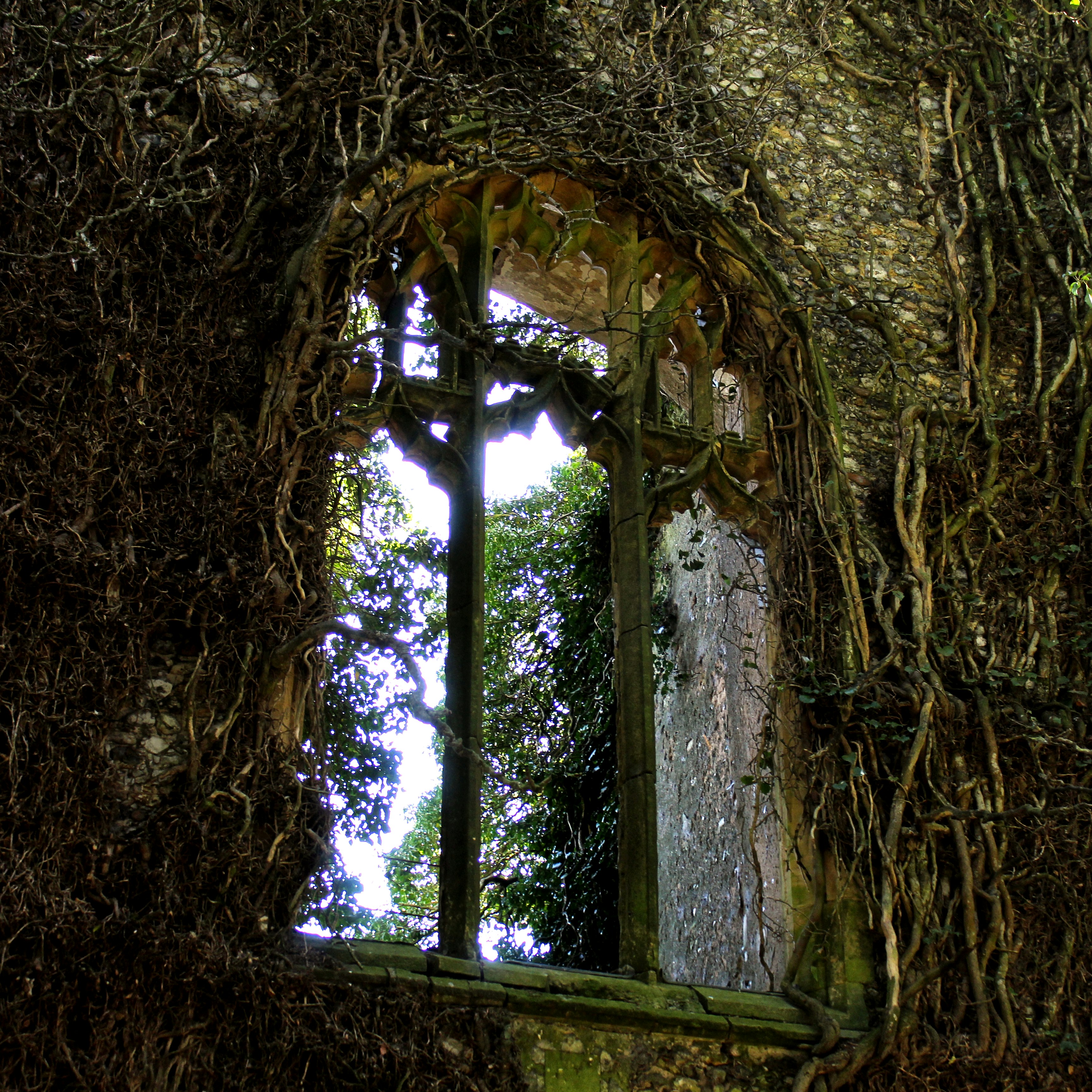 Window Through the Vines: A Mossy Arch Framing a Sunlit Clearing
