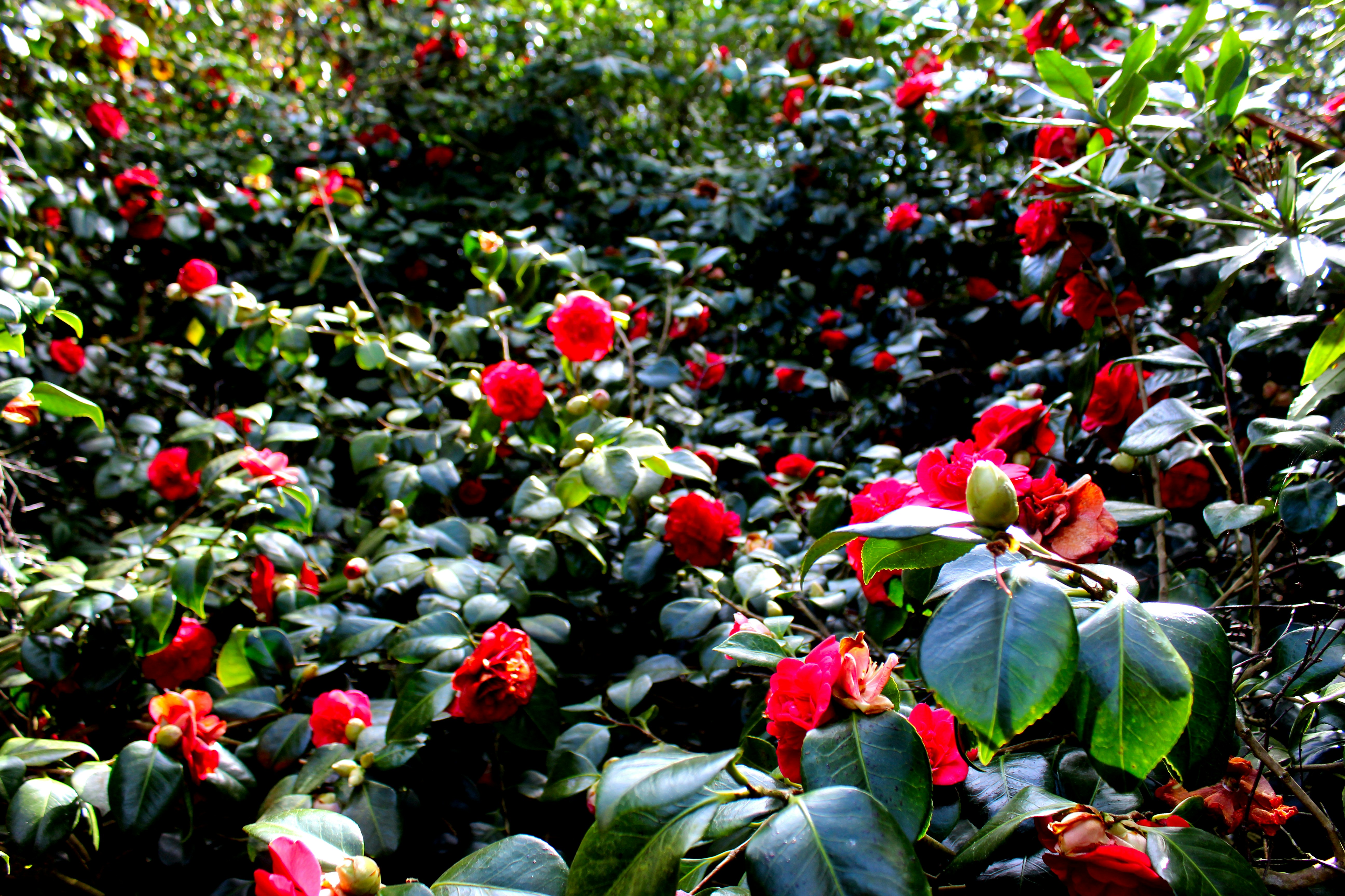 Scarlet Blooms Among Glossy Leaves