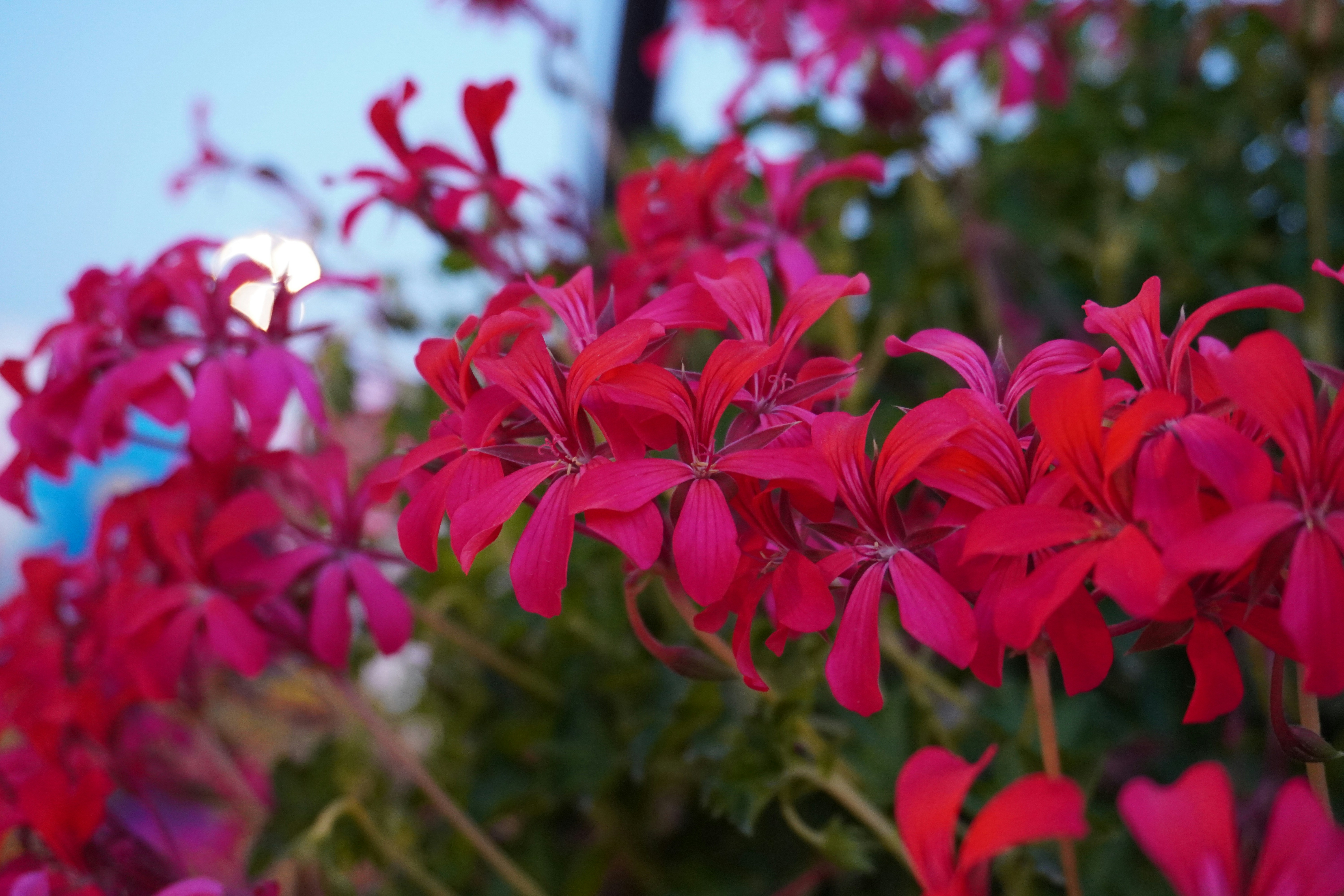 Crimson Bloom Cascade in Soft Focus