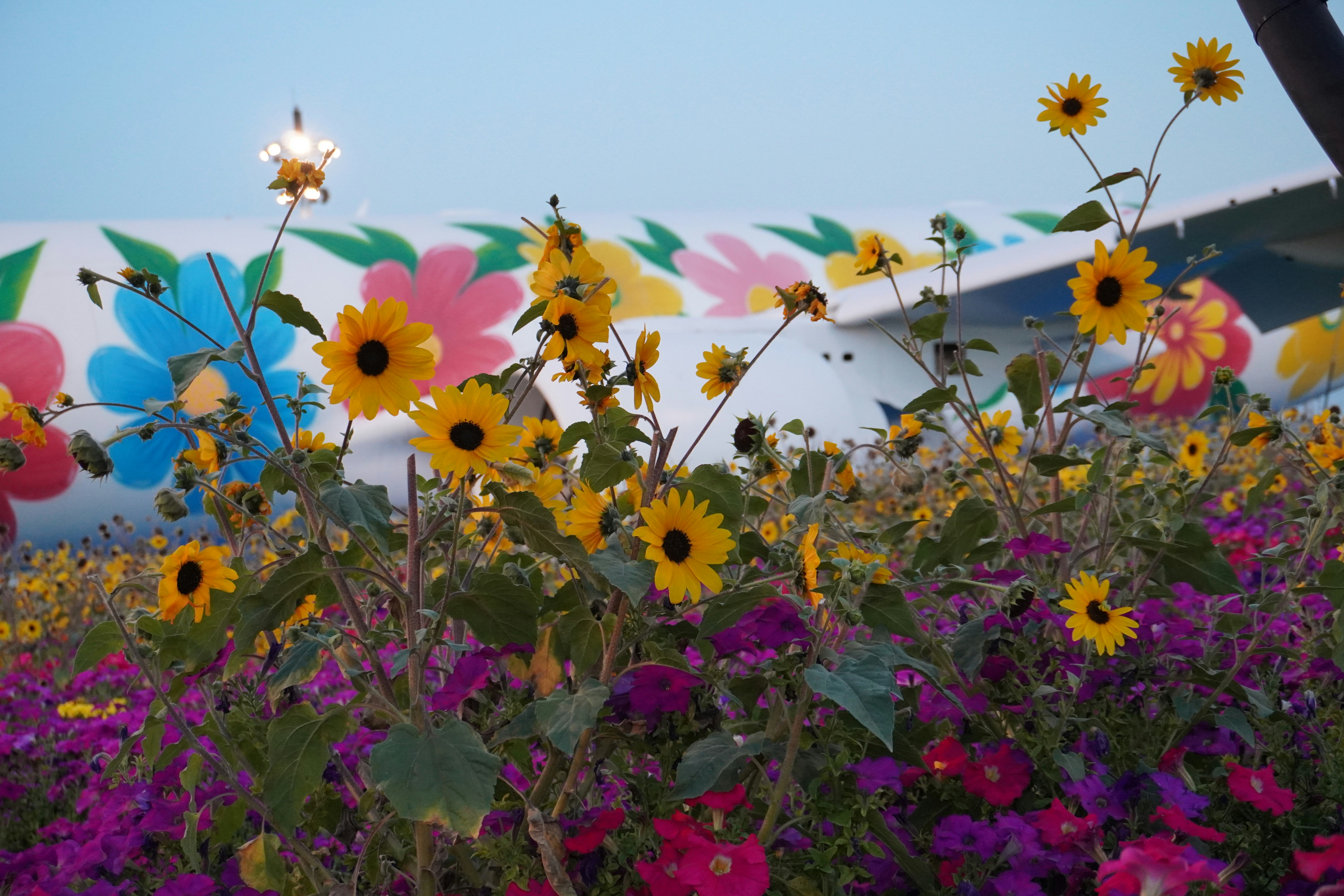 Sunlit Sunflowers Fringed by Violet Blossoms Under a Painted Sky