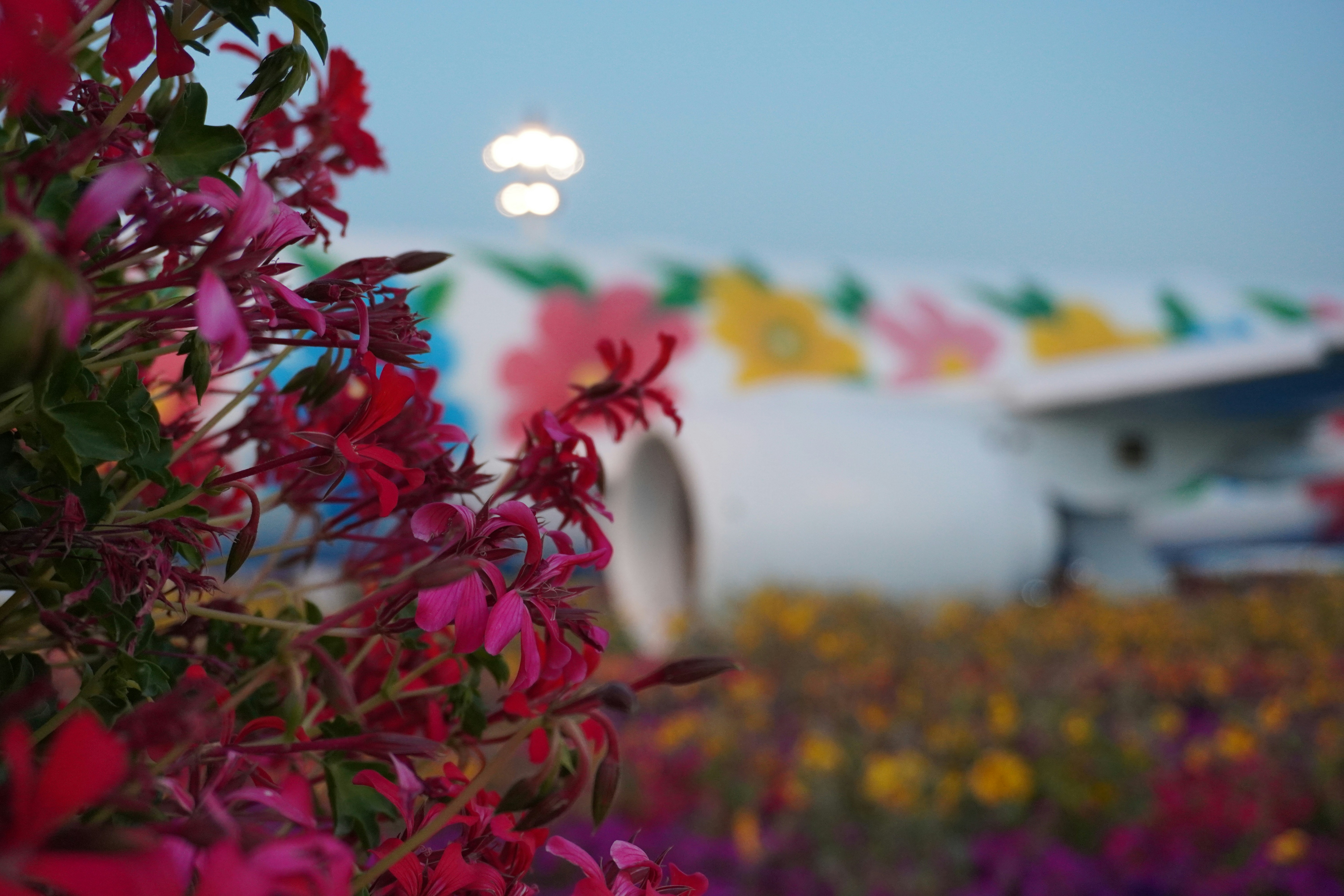 Petals in the Foreground, Plane in the Background