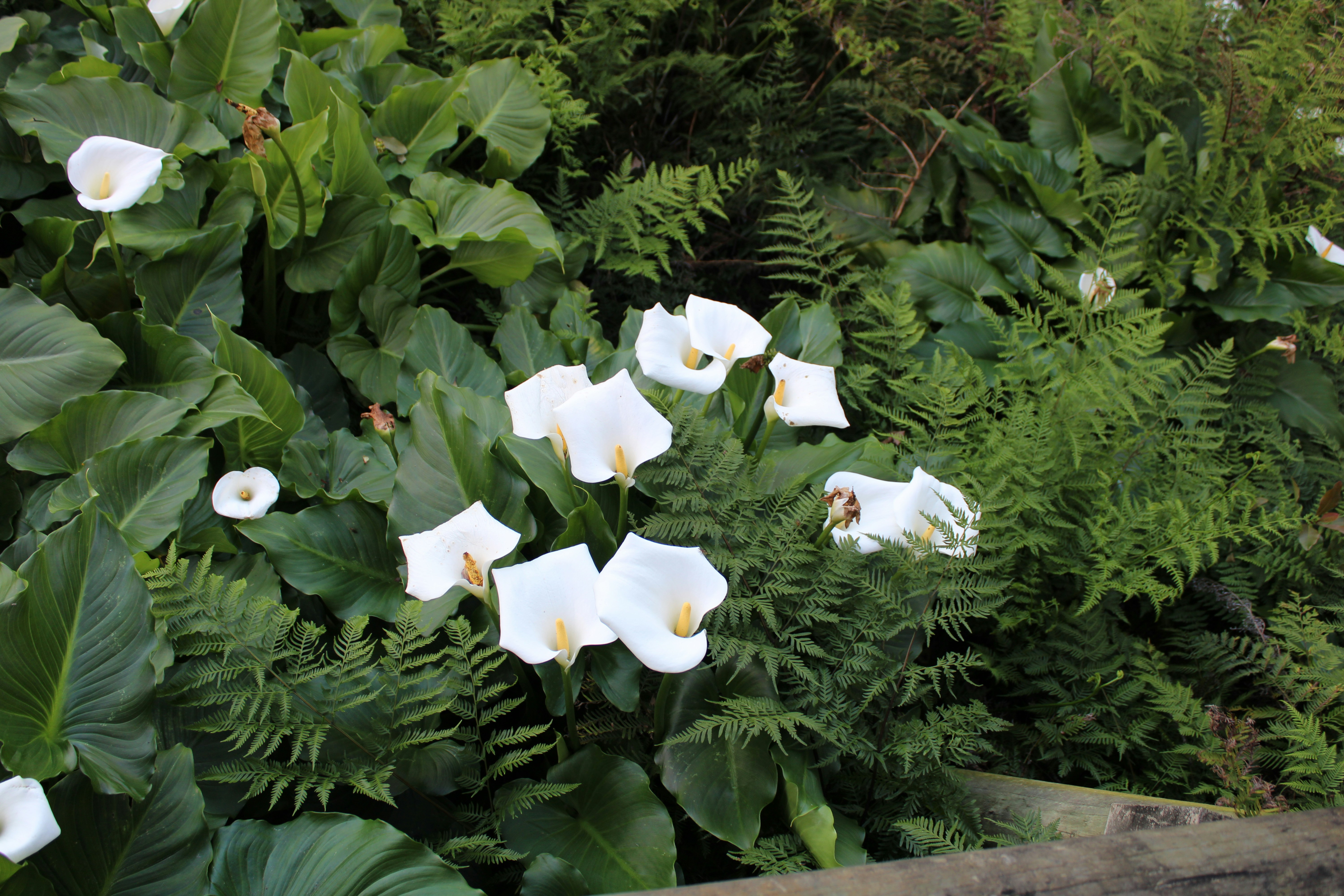 Quiet cluster of white calla lilies amid dark green fronds