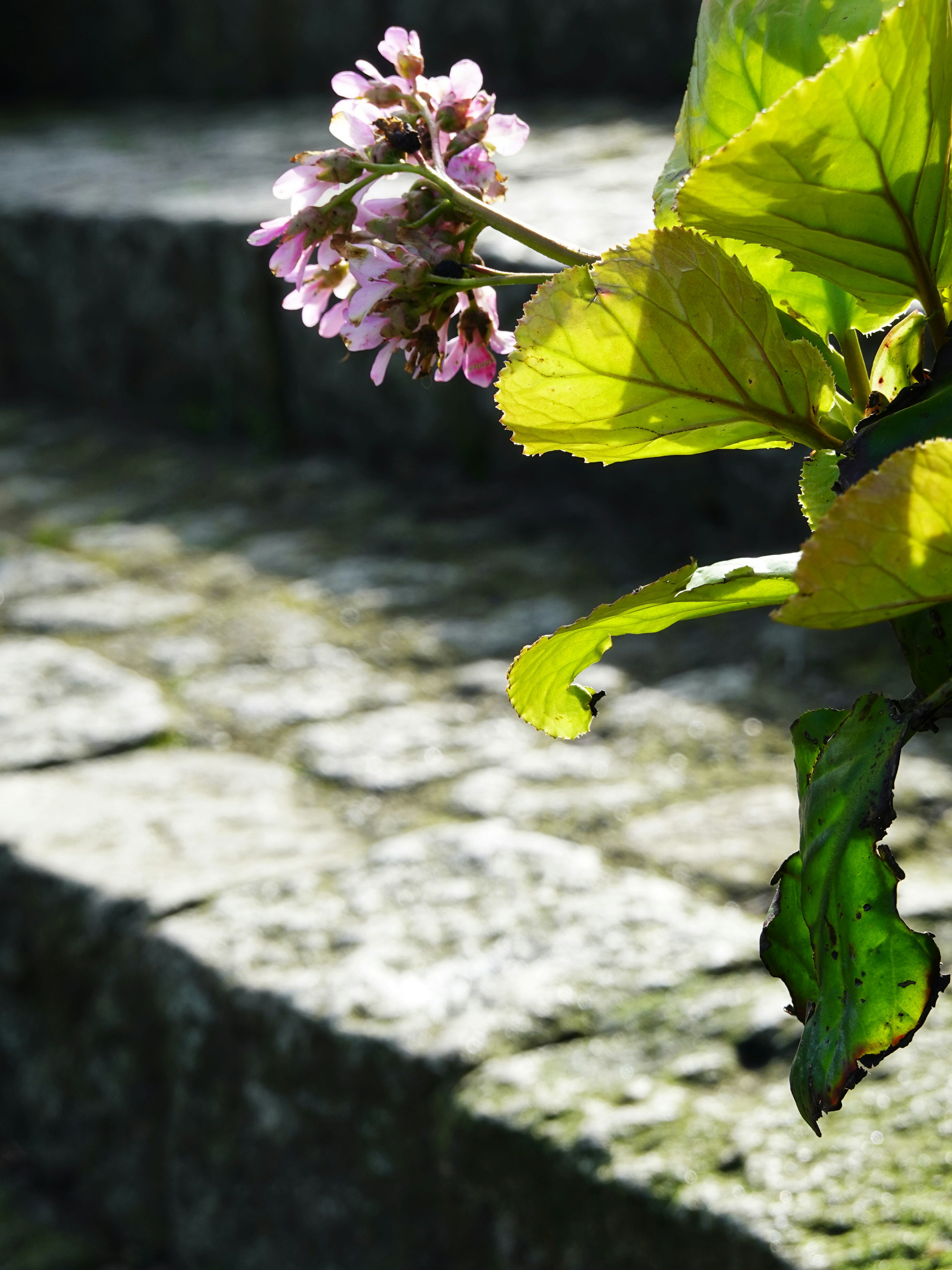 Pink blossom with sunlit leaves against weathered stone steps