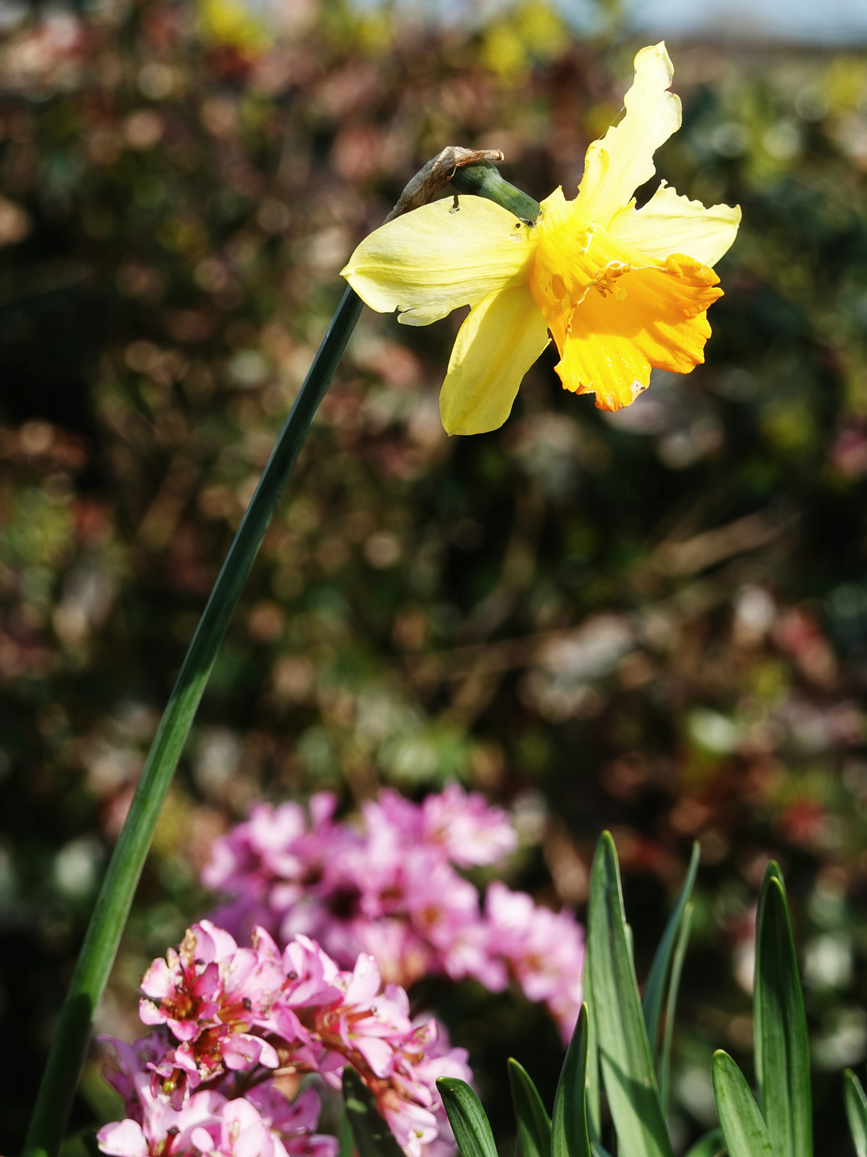 Yellow daffodil against a blurred garden backdrop