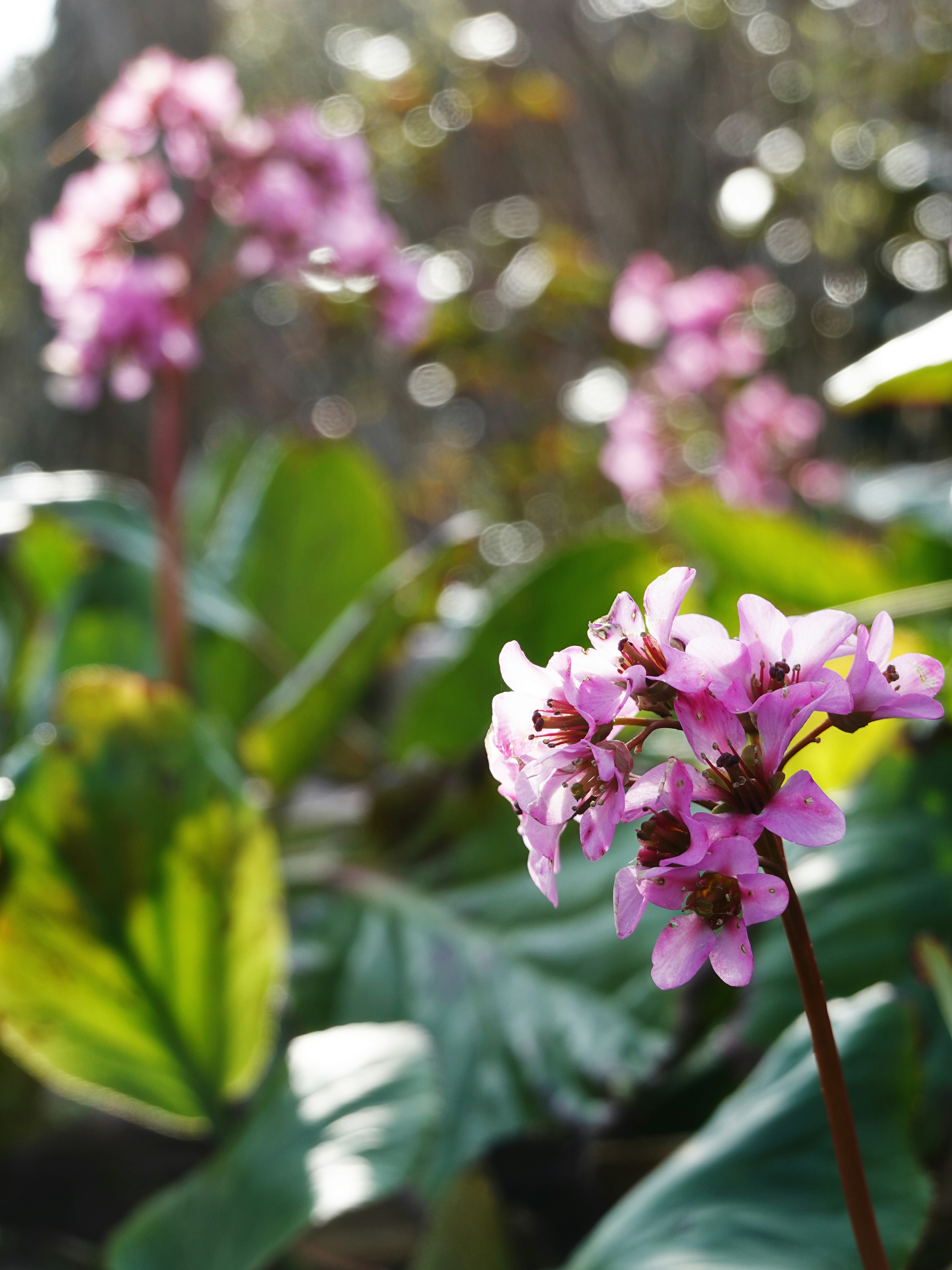 Pink cluster in focus: a sunlit orchid amid blurred foliage