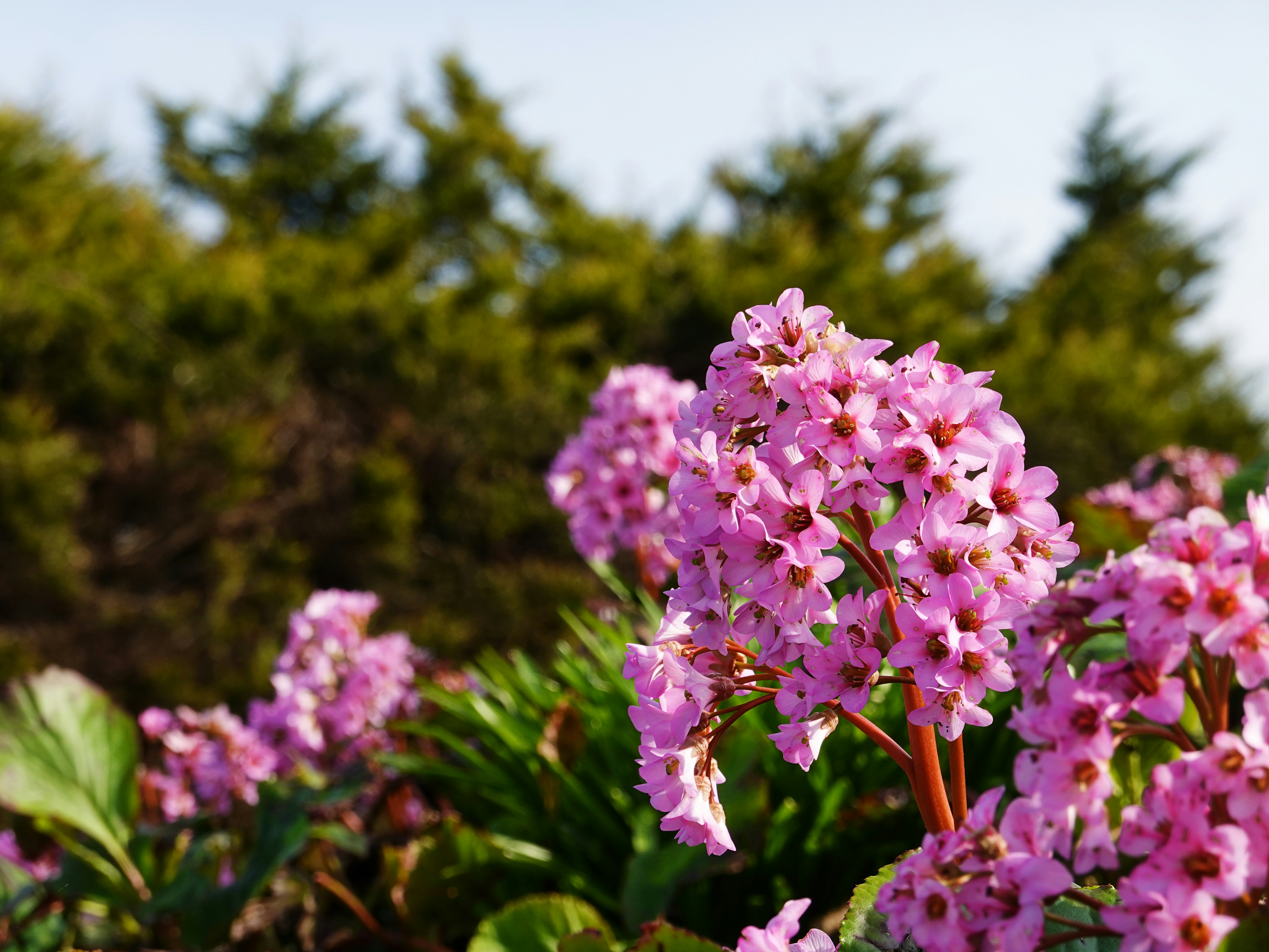 Pink Fireworks in a Garden: Clusters of Phlox Against a Sunlit Hedge