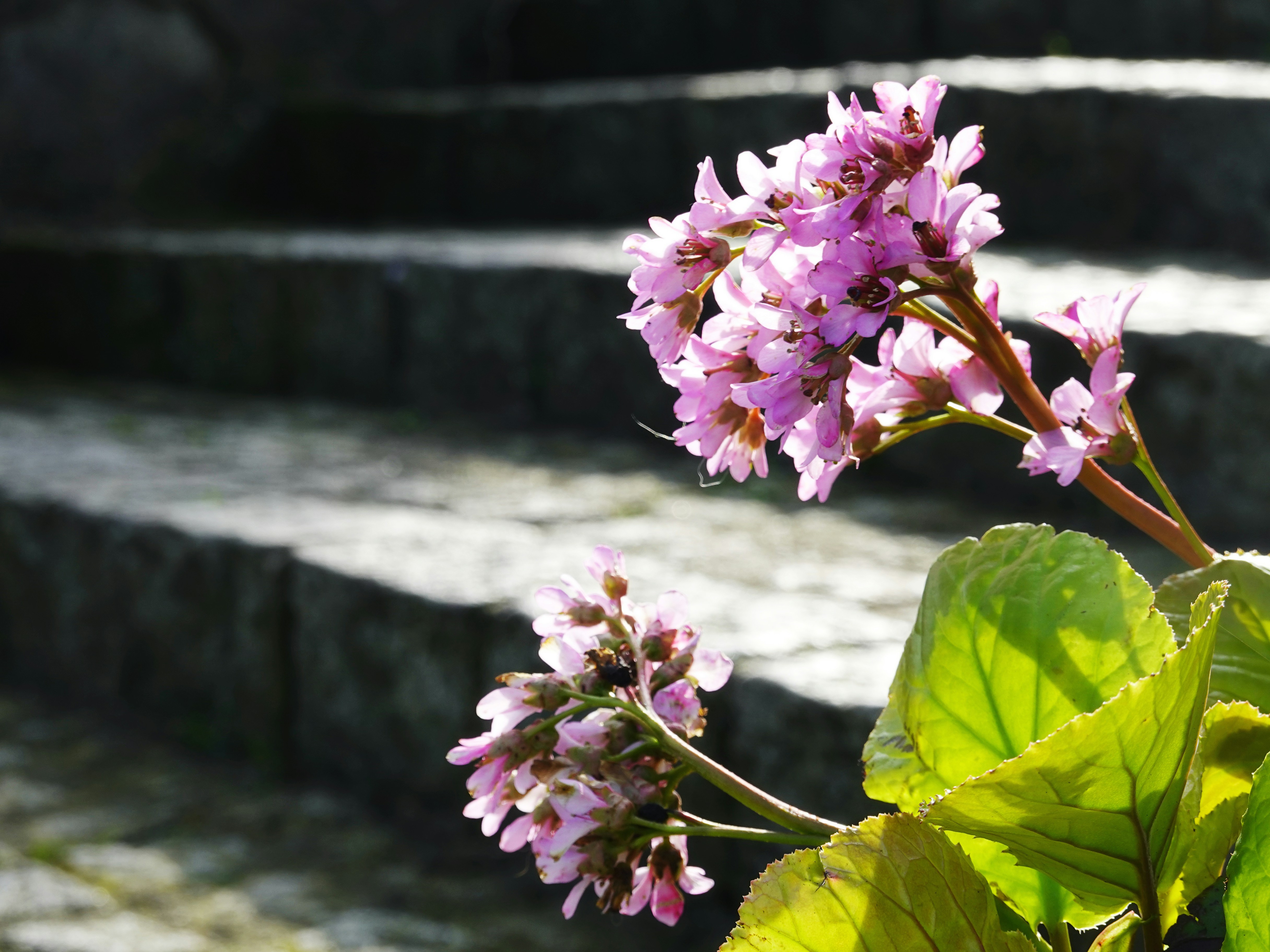 Pink blossom in sunlit garden steps