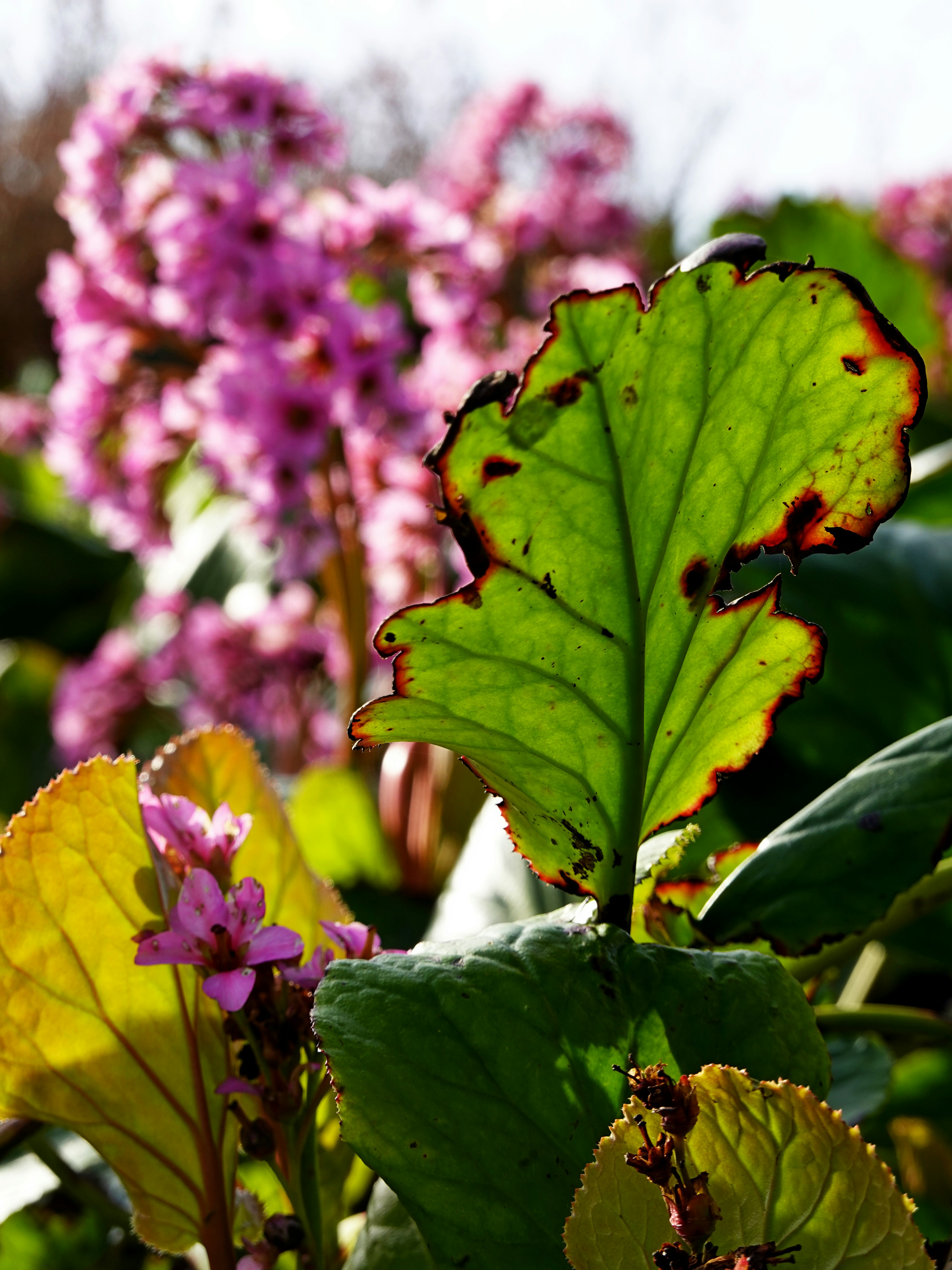 Emerald Leaf in Focus: A Sunlit Foliage Study