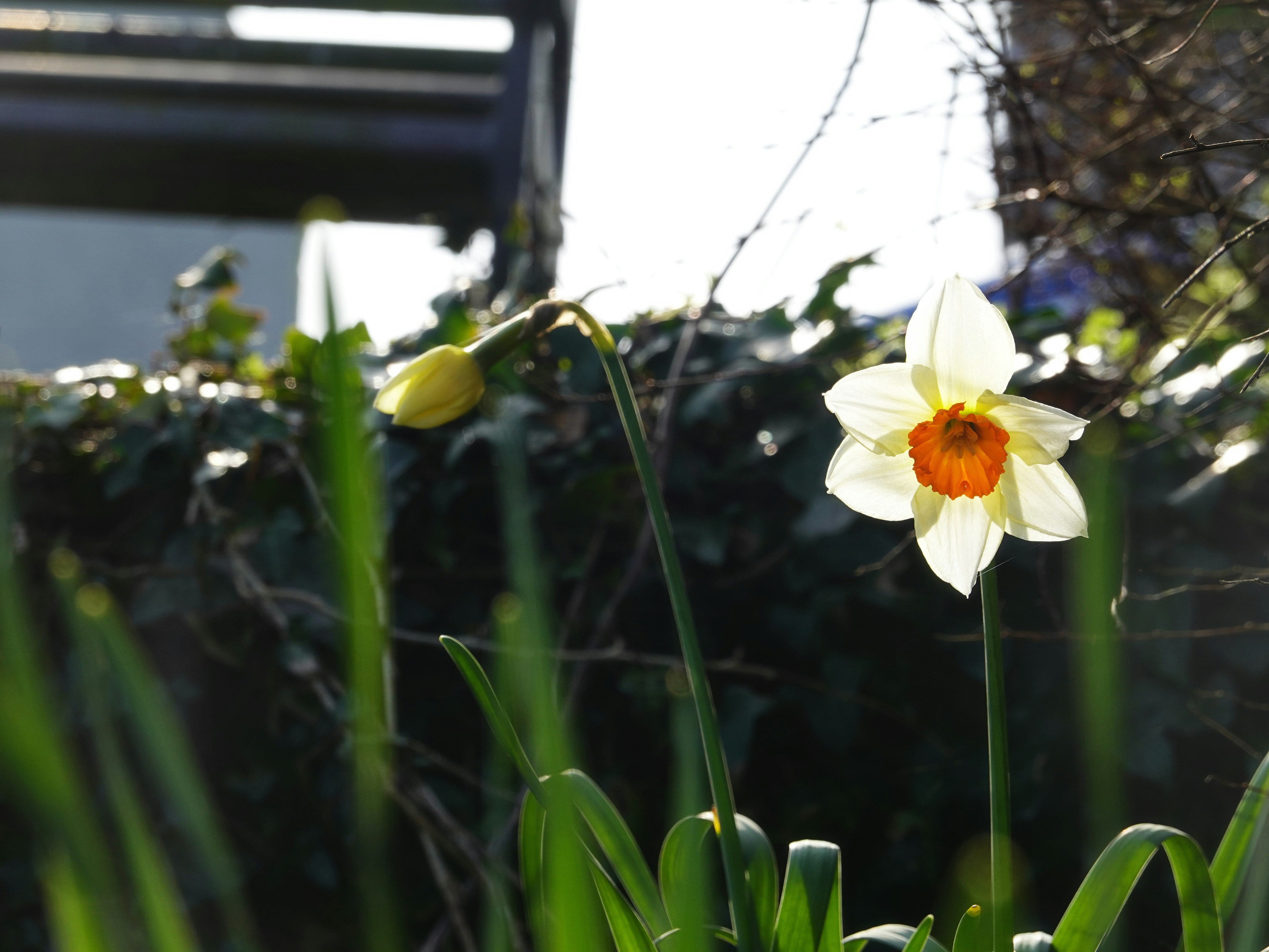 Blooming Solitude: A Daffodil Reaches for Morning Light