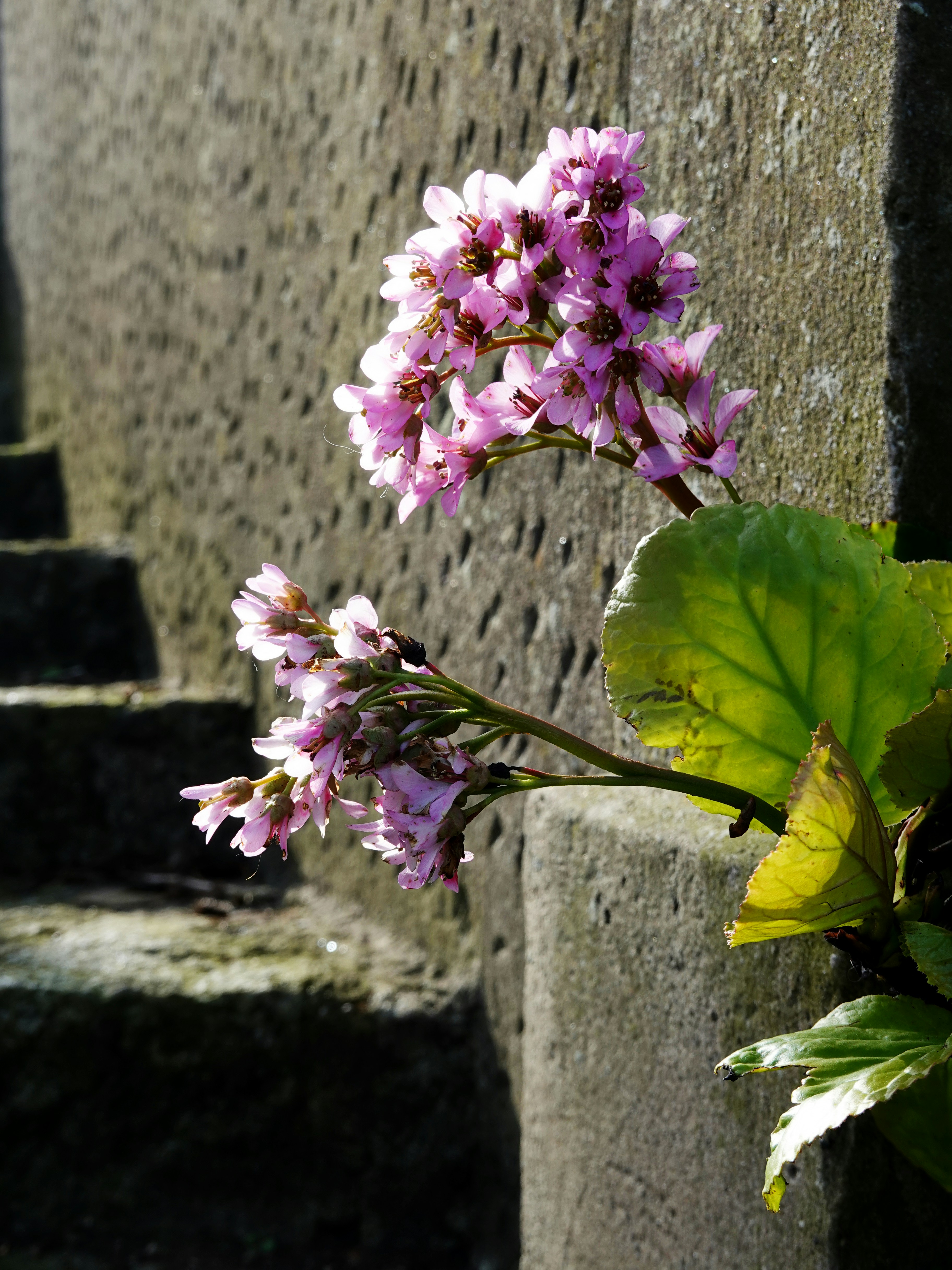 Pink blooms clutching a stone wall, a stubborn splash of color