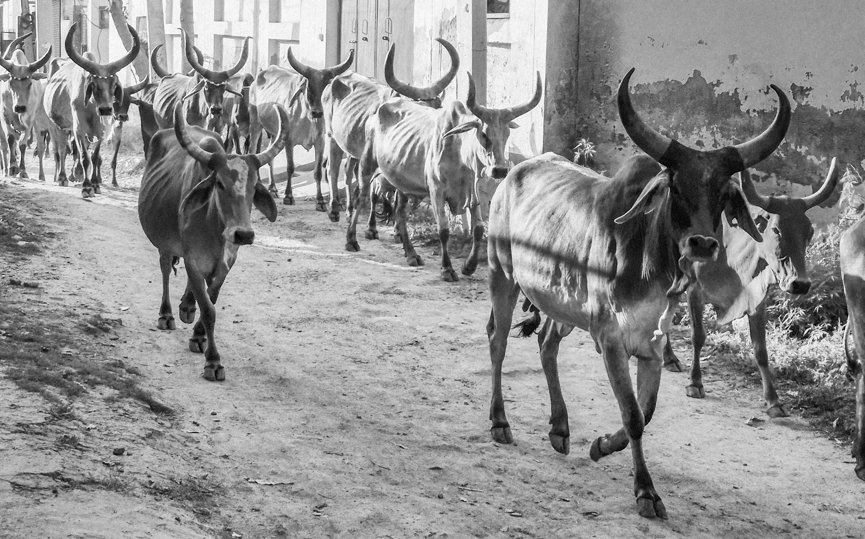 Herd in Motion: A Black-and-White Parade of Horned Cattle