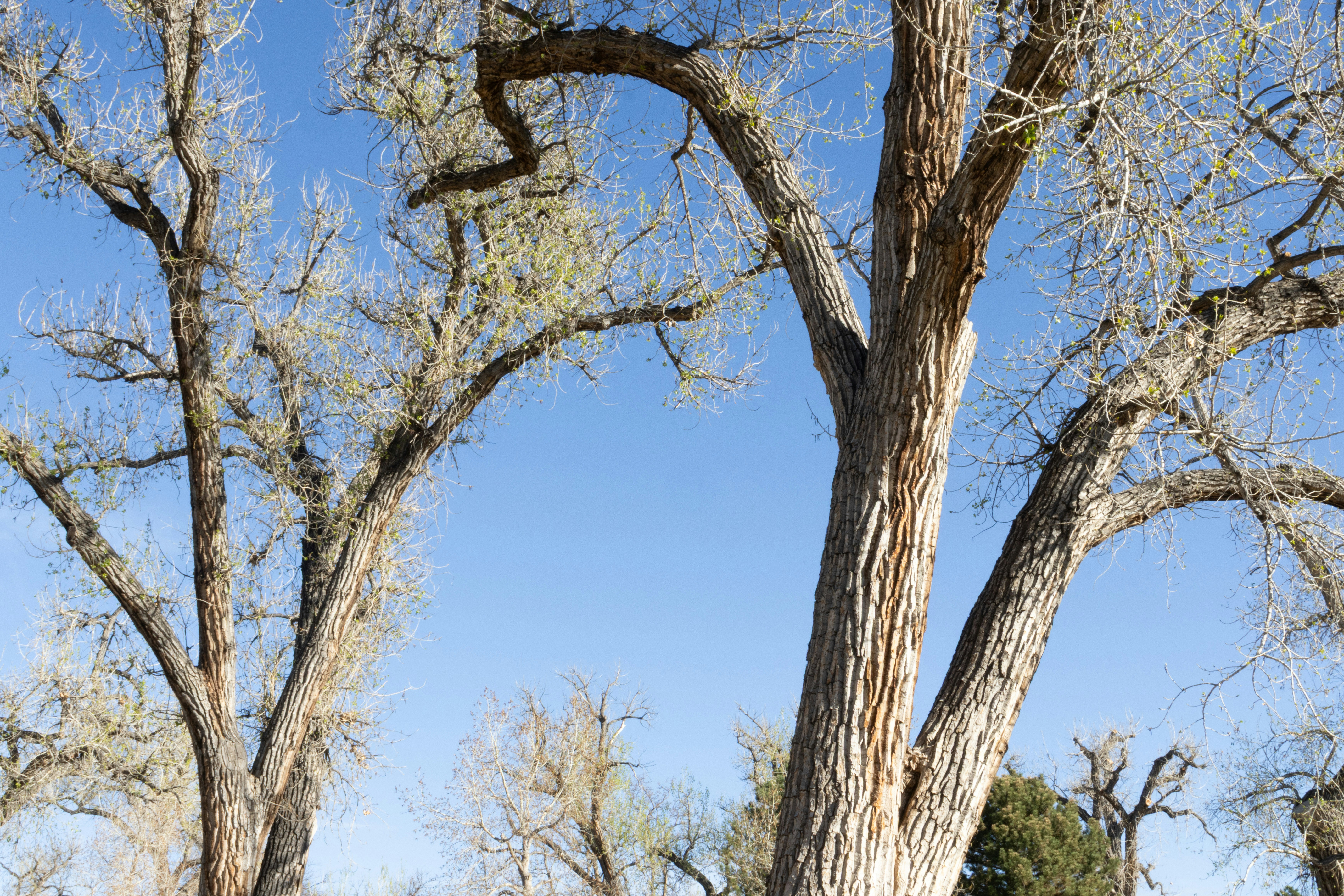 Sunlit Oak Spine Reaching Toward a Clear Sky