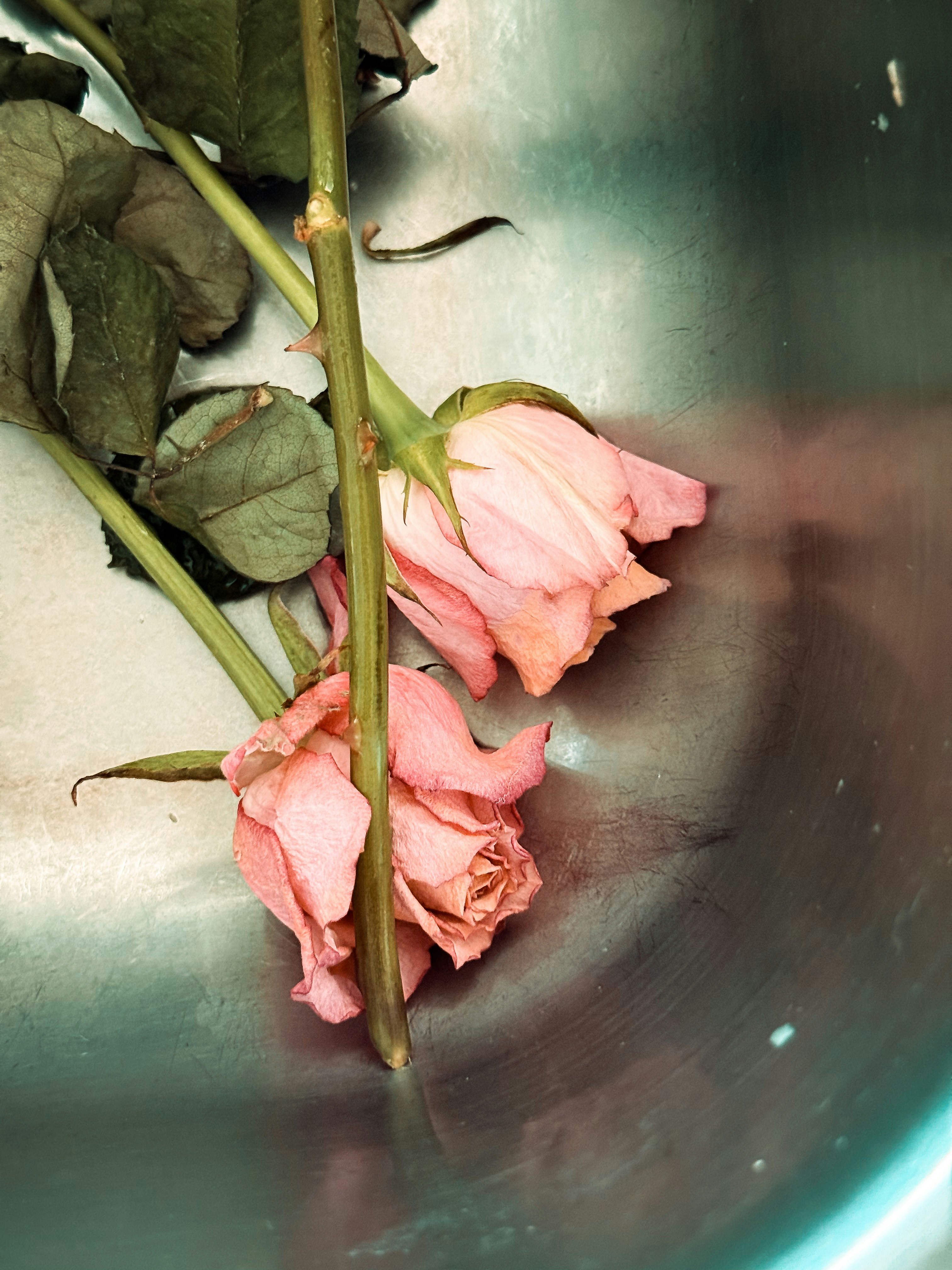 Pink Roses Fallen into a Shiny Metal Bowl