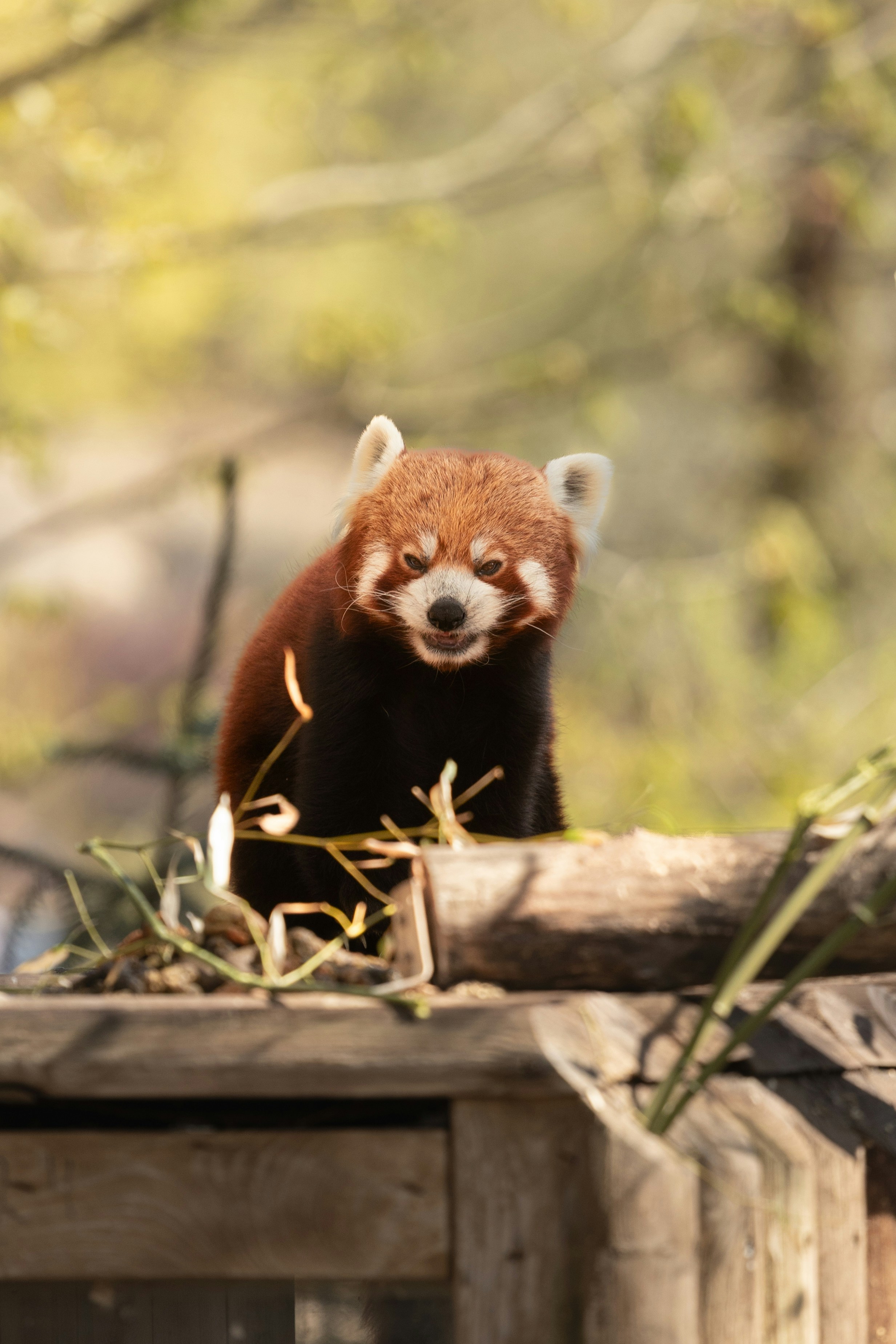 Red Panda on a Weathered Fence in Dappled Spring Light