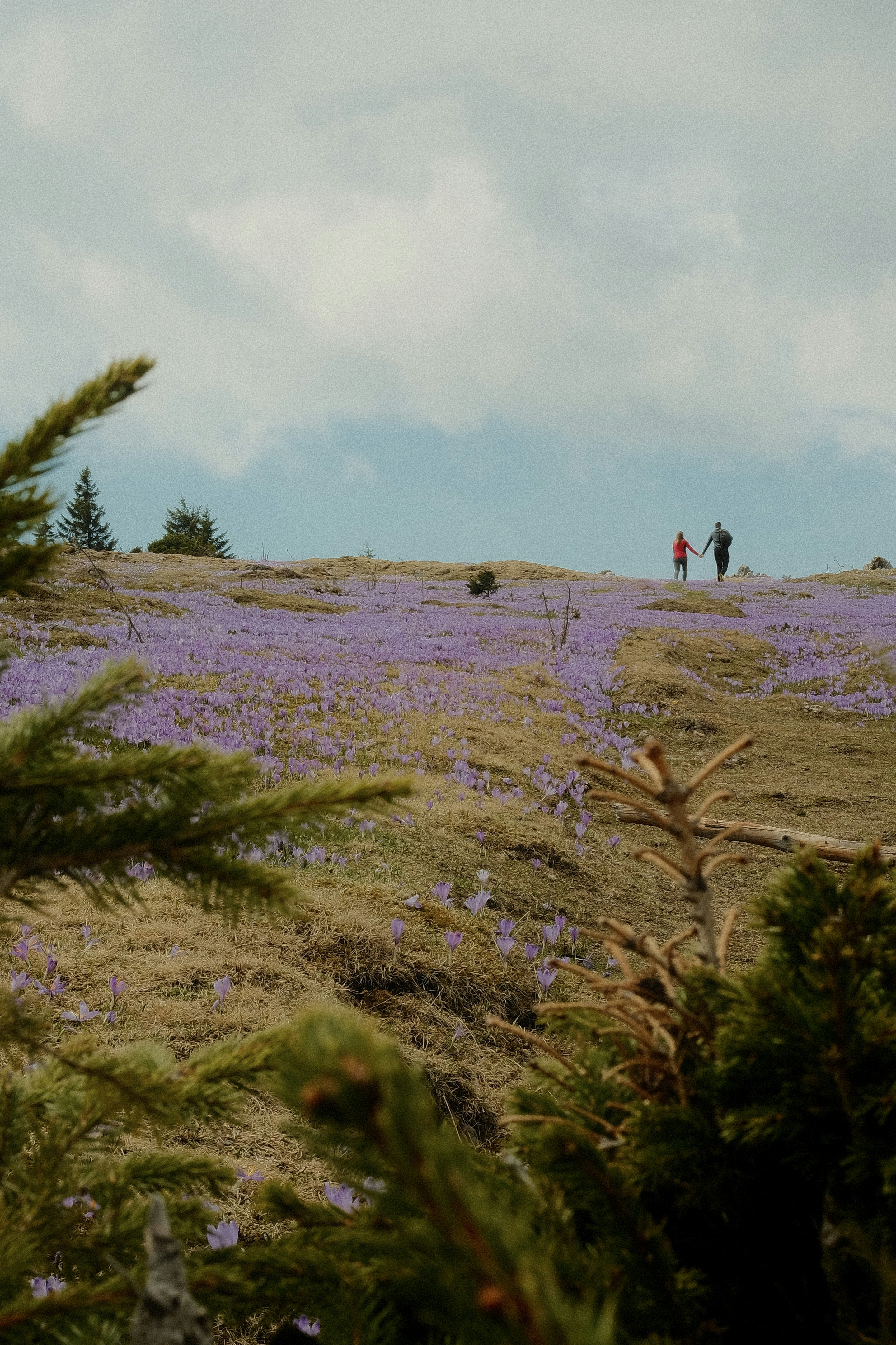 Purple hills under a windy sky: hikers in a lavender field