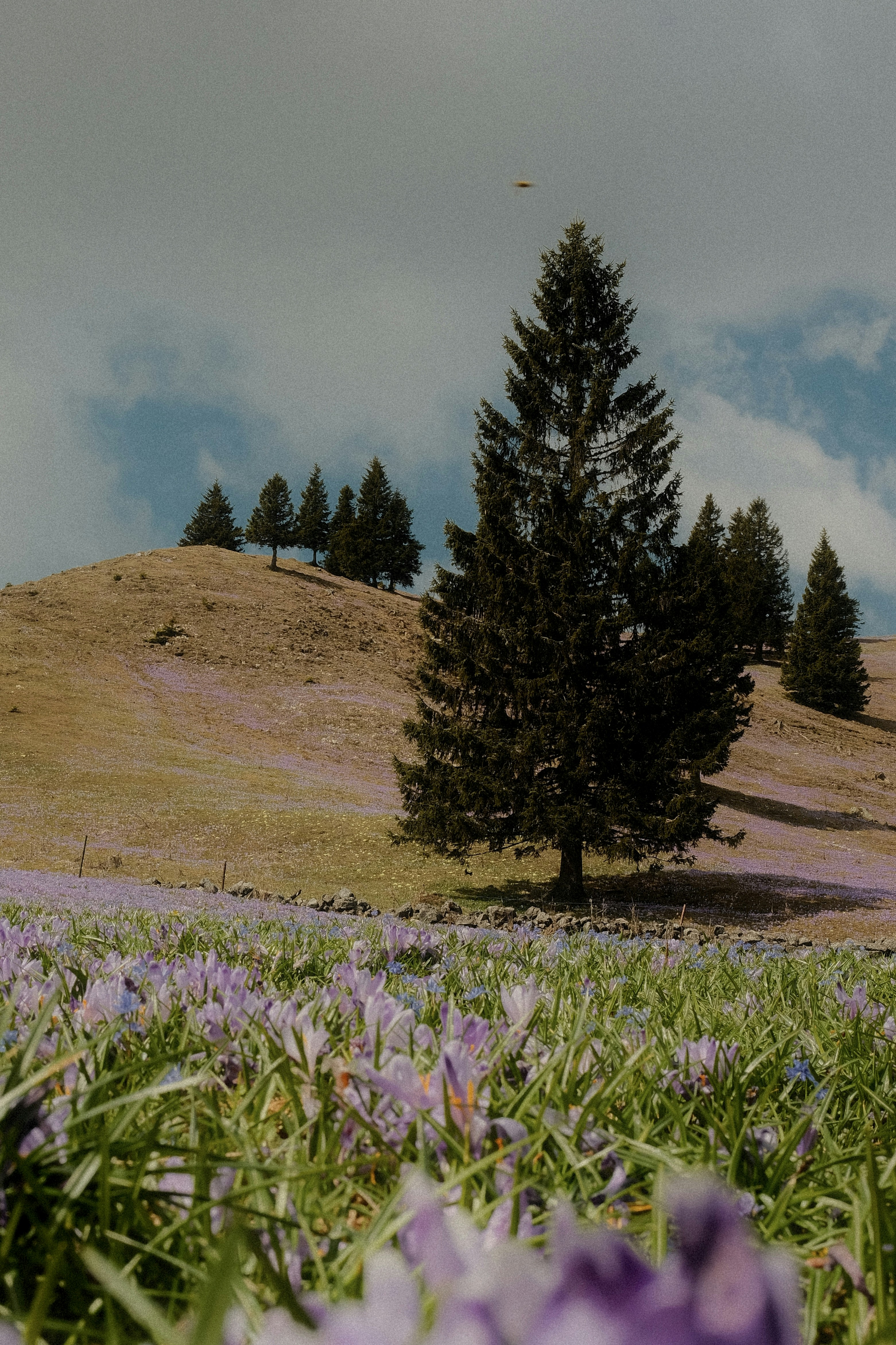 Lavender Meadow and Lone Pine: A hillside vista under a drifting bird