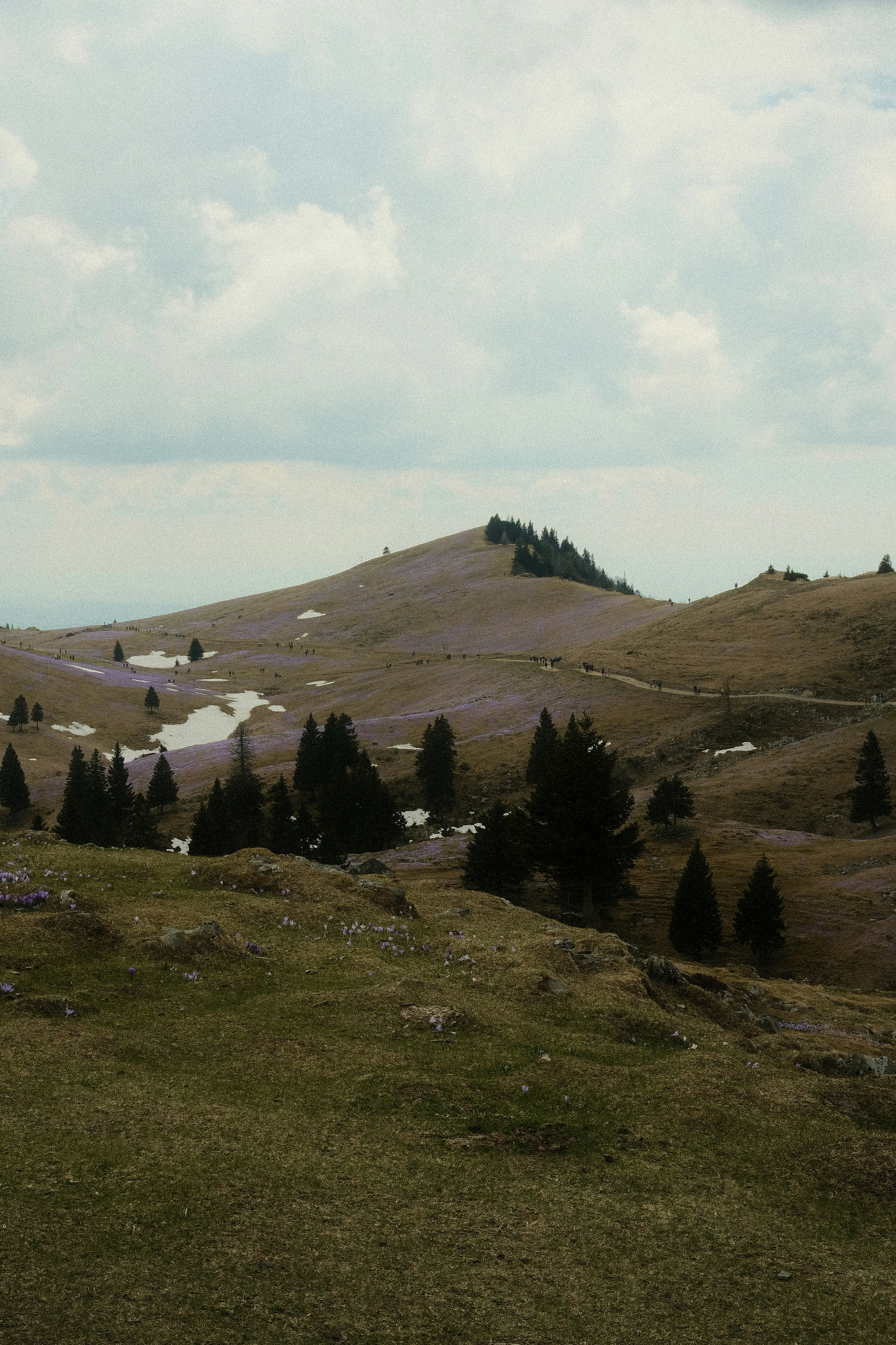 Hilltop Gloam: Purple Fields and Pine Silhouettes
