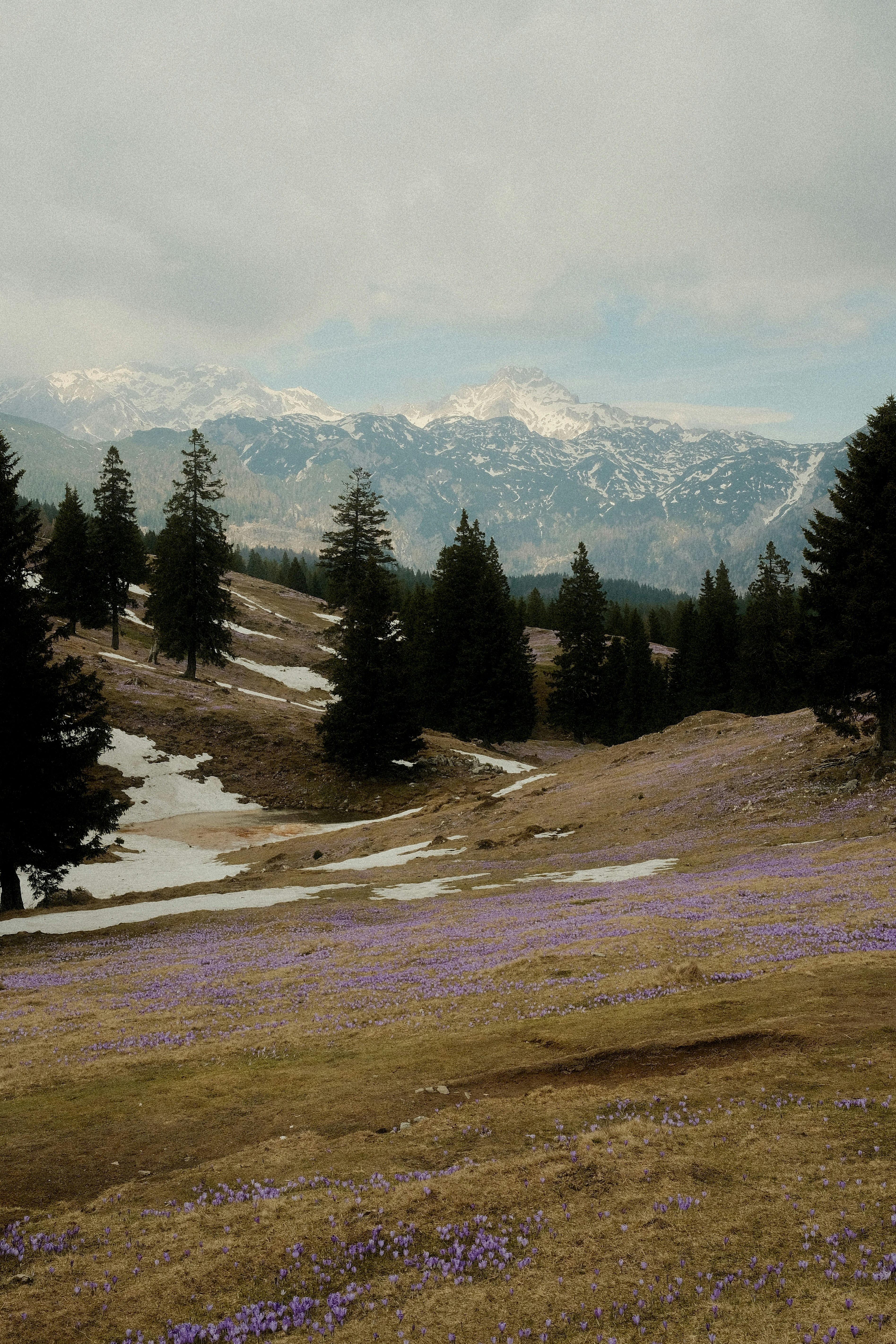 Purple Blooms Over Alpine Slopes Beneath Snow-Capped Peaks