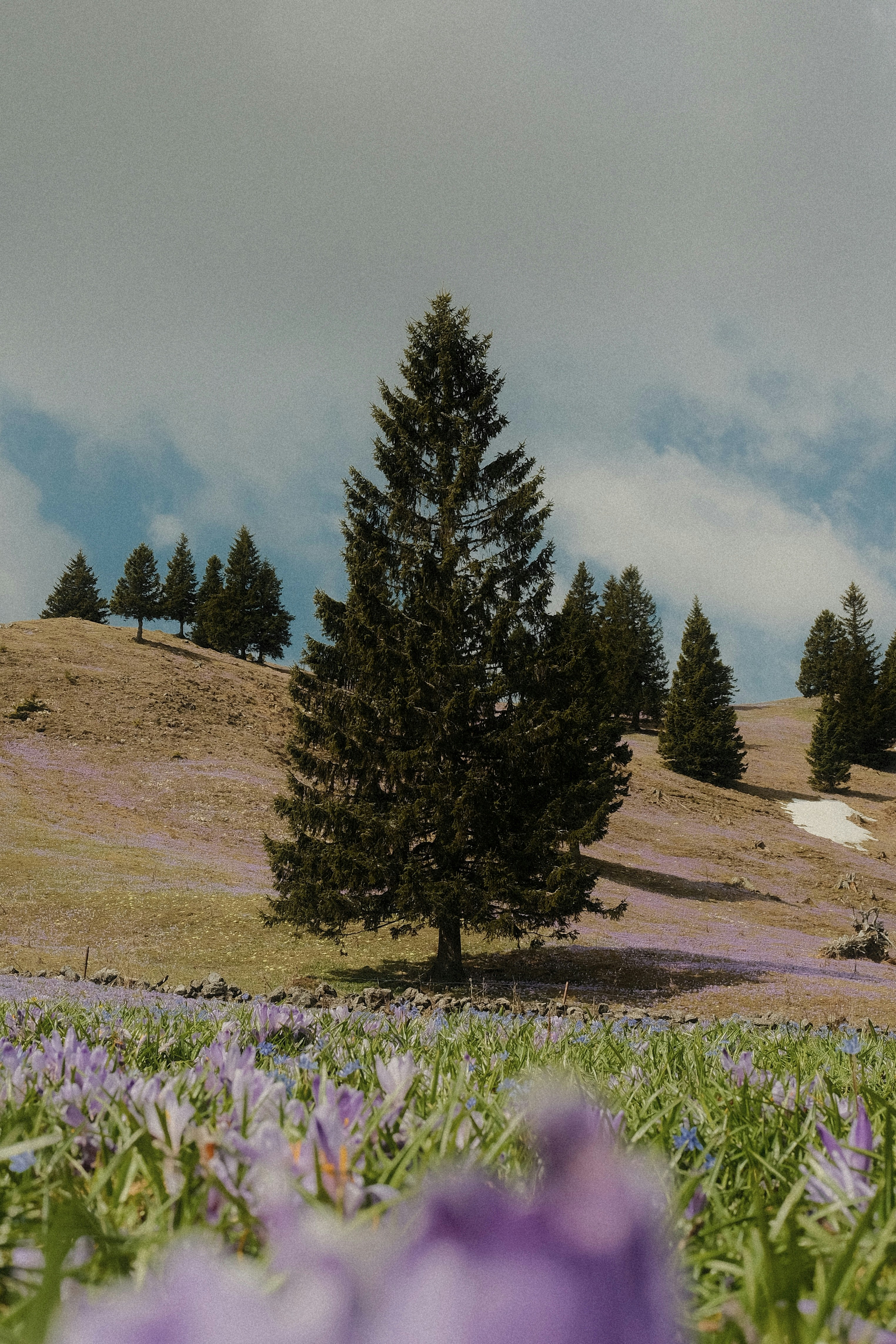  lone pine amid a hillside carpet of violets under a blue sky