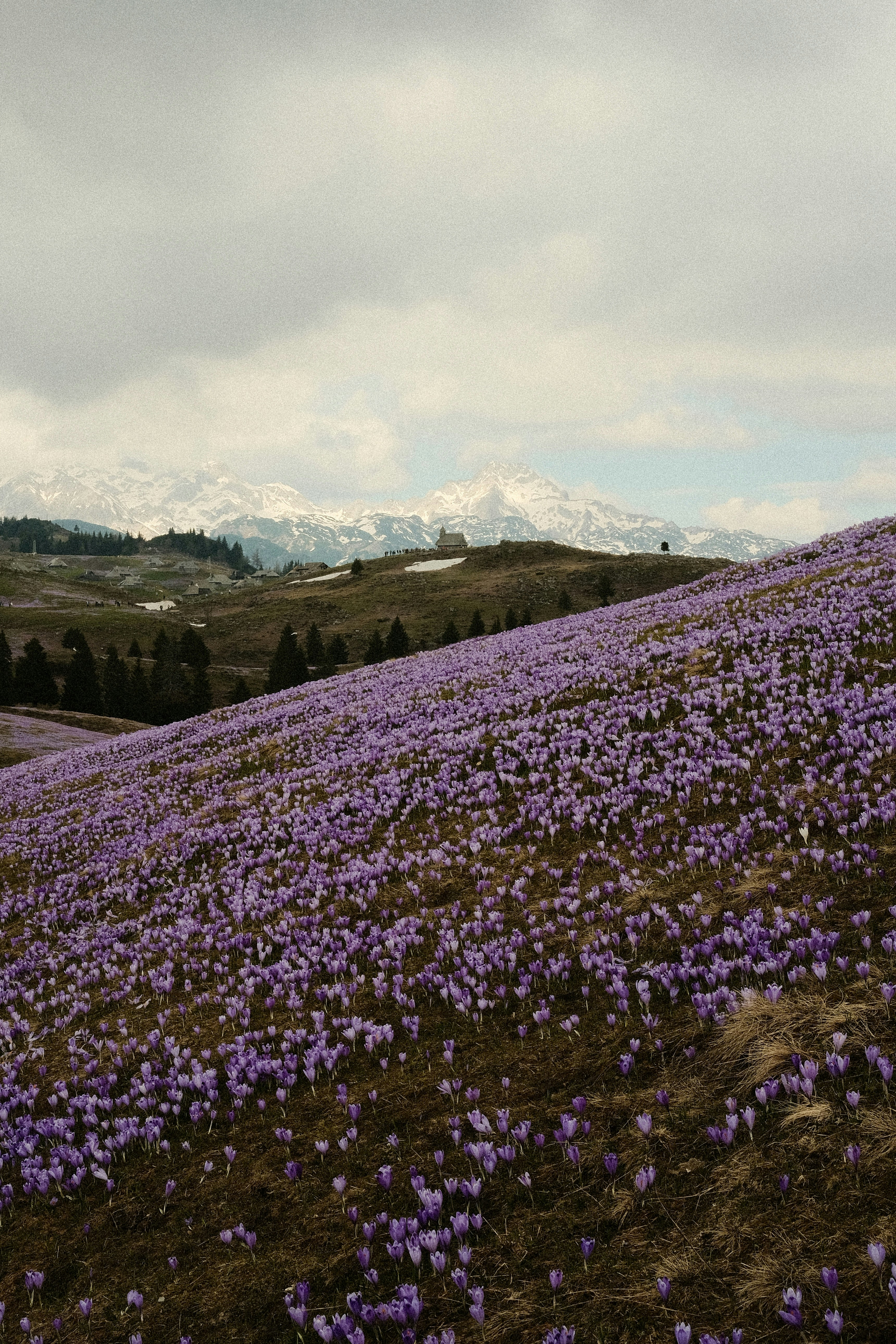 Lavender Sea on a Mountain Slope under Snowy Peaks