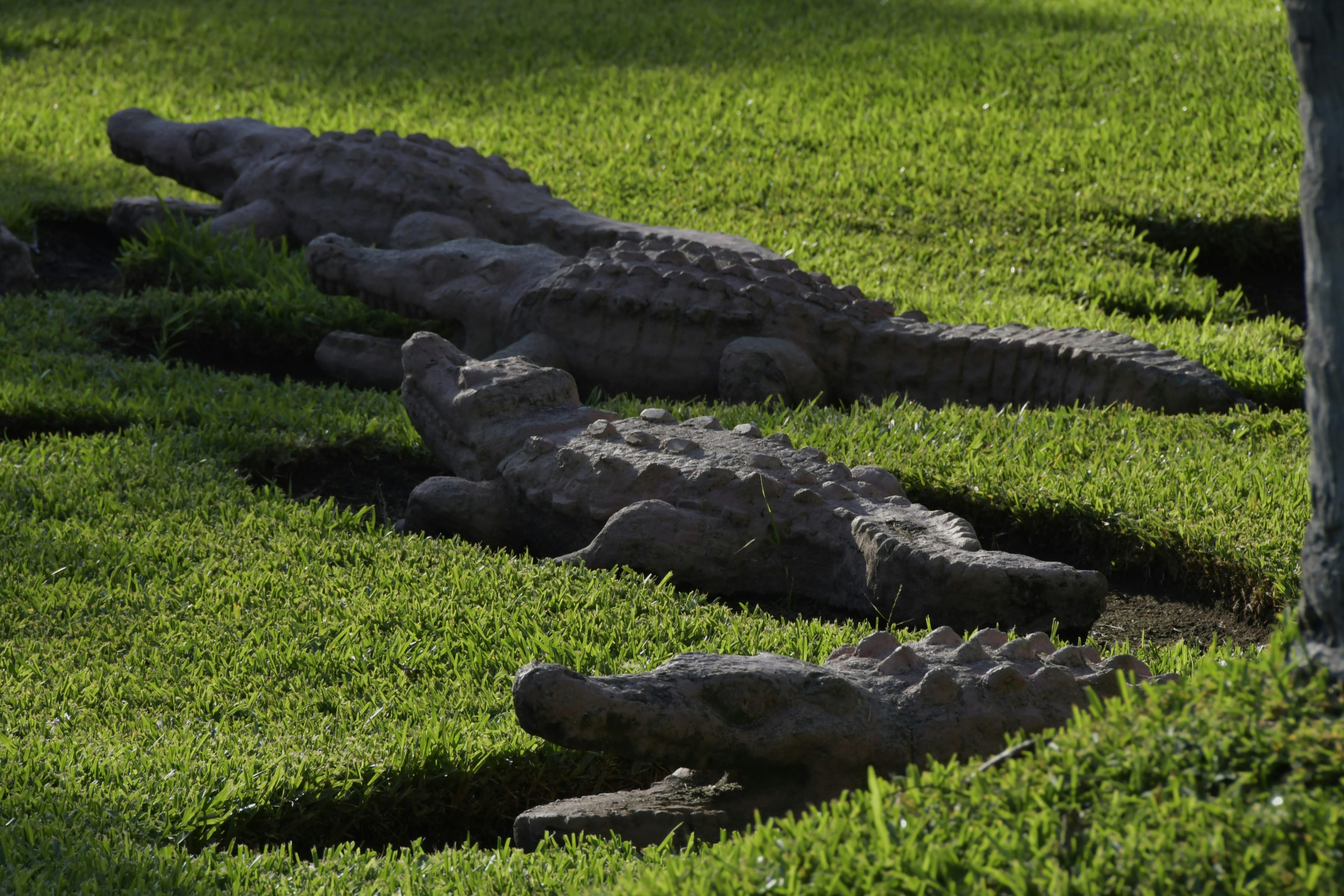 Group of stone-like crocodile sculptures lying along a sunlit grassy patch.