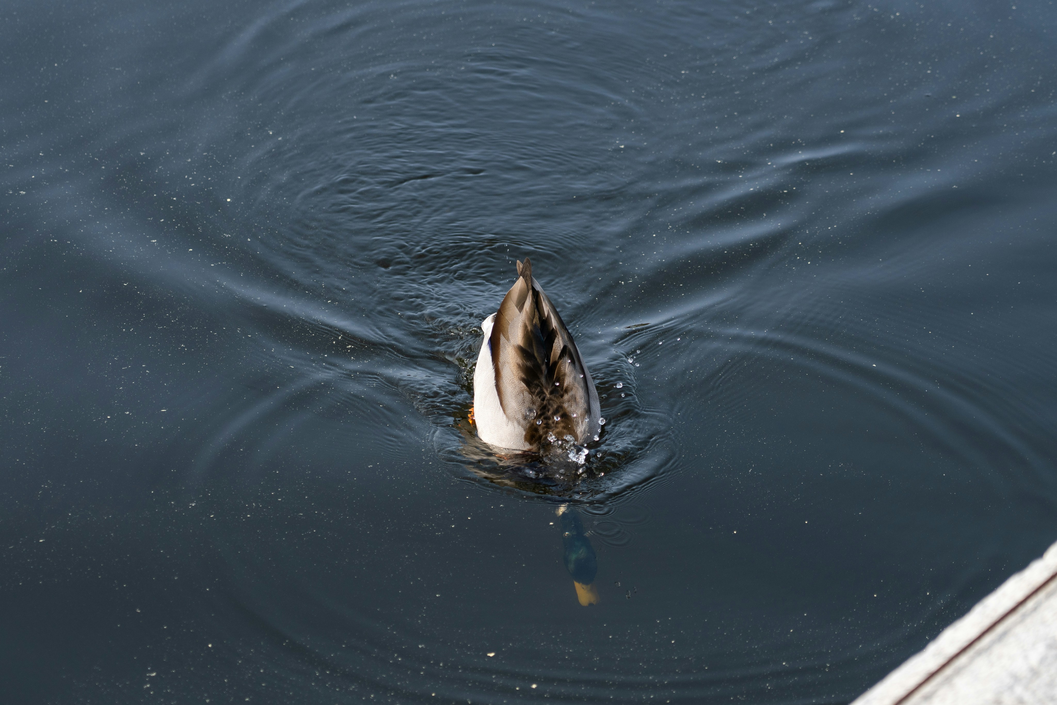 Buoyant Break: a dolphin fin emerges from shadowy harbor waters