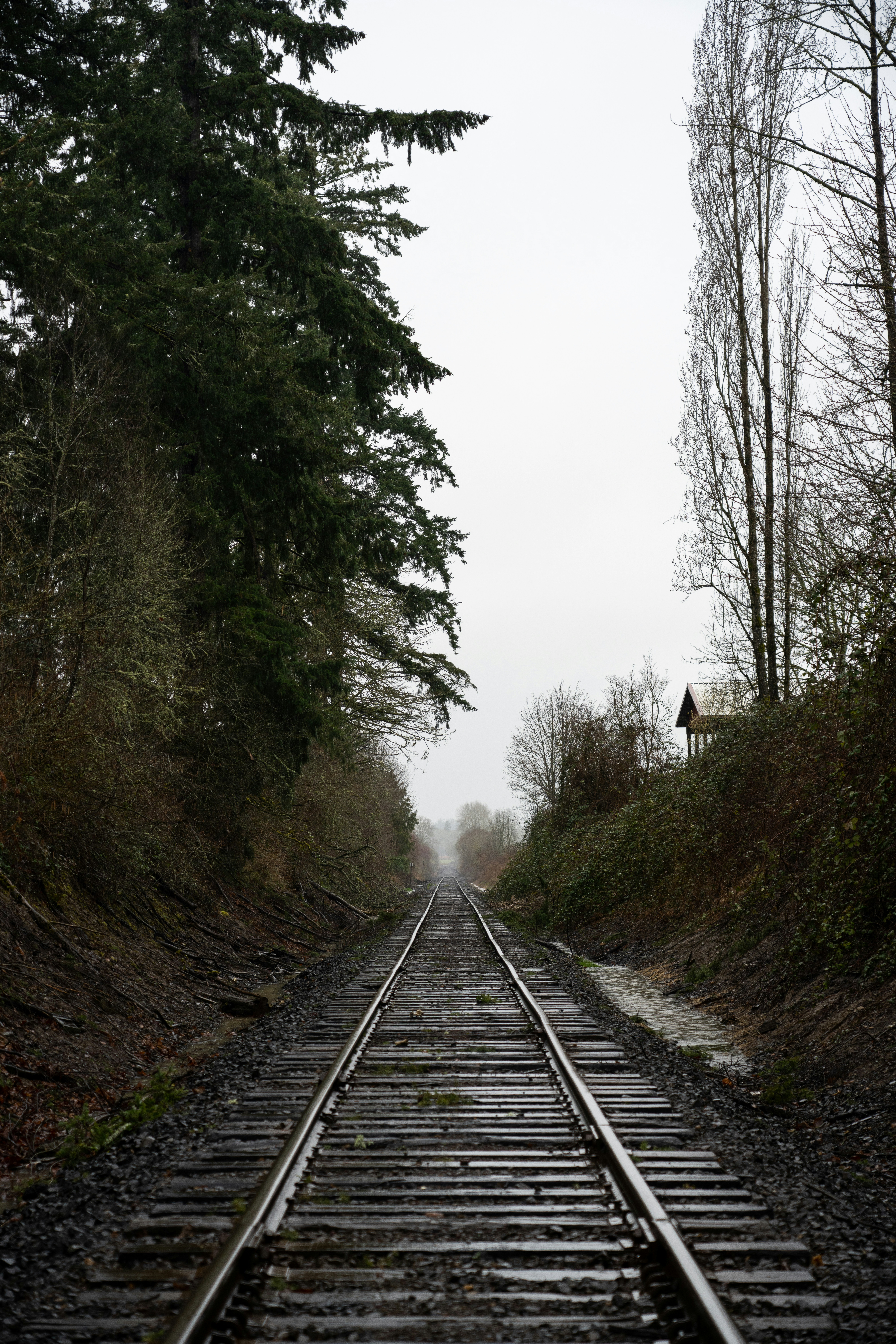 End of the Line: Rails Vanishing into Winter Quiet