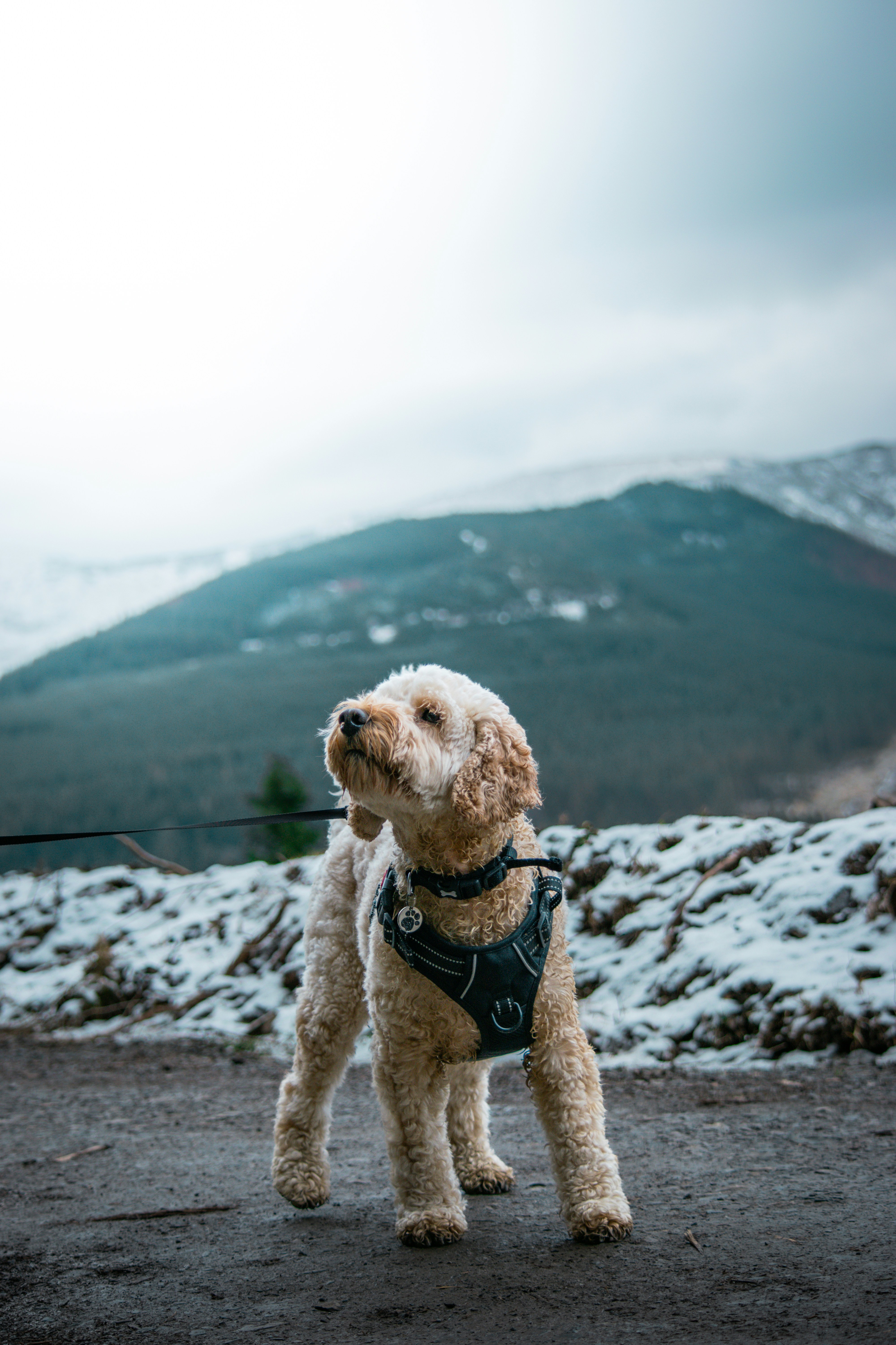 Lone Trail Dog in Snow-Ceded Highlands