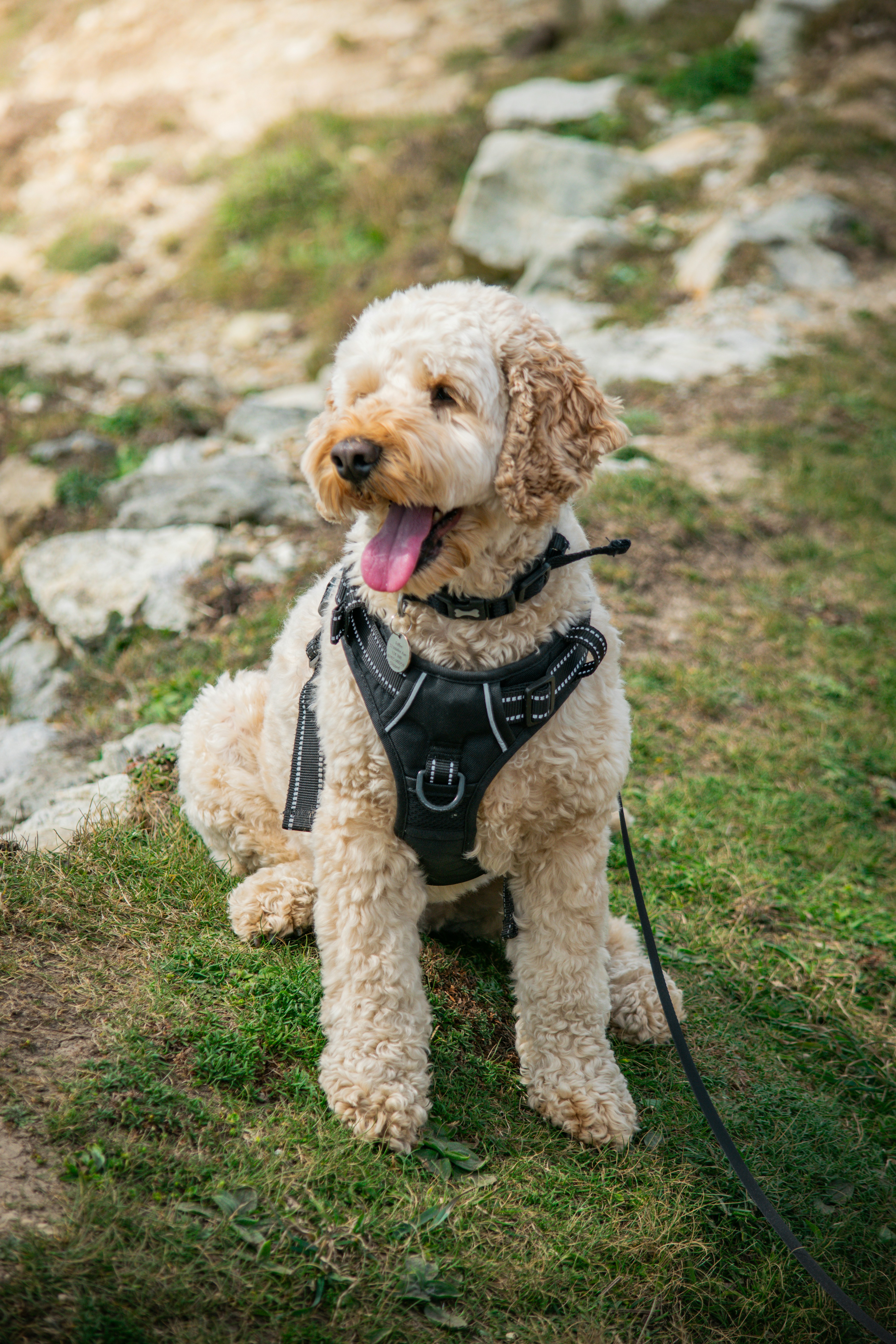 Joyful Muzzle in Focus: A Summer Hound in Harness