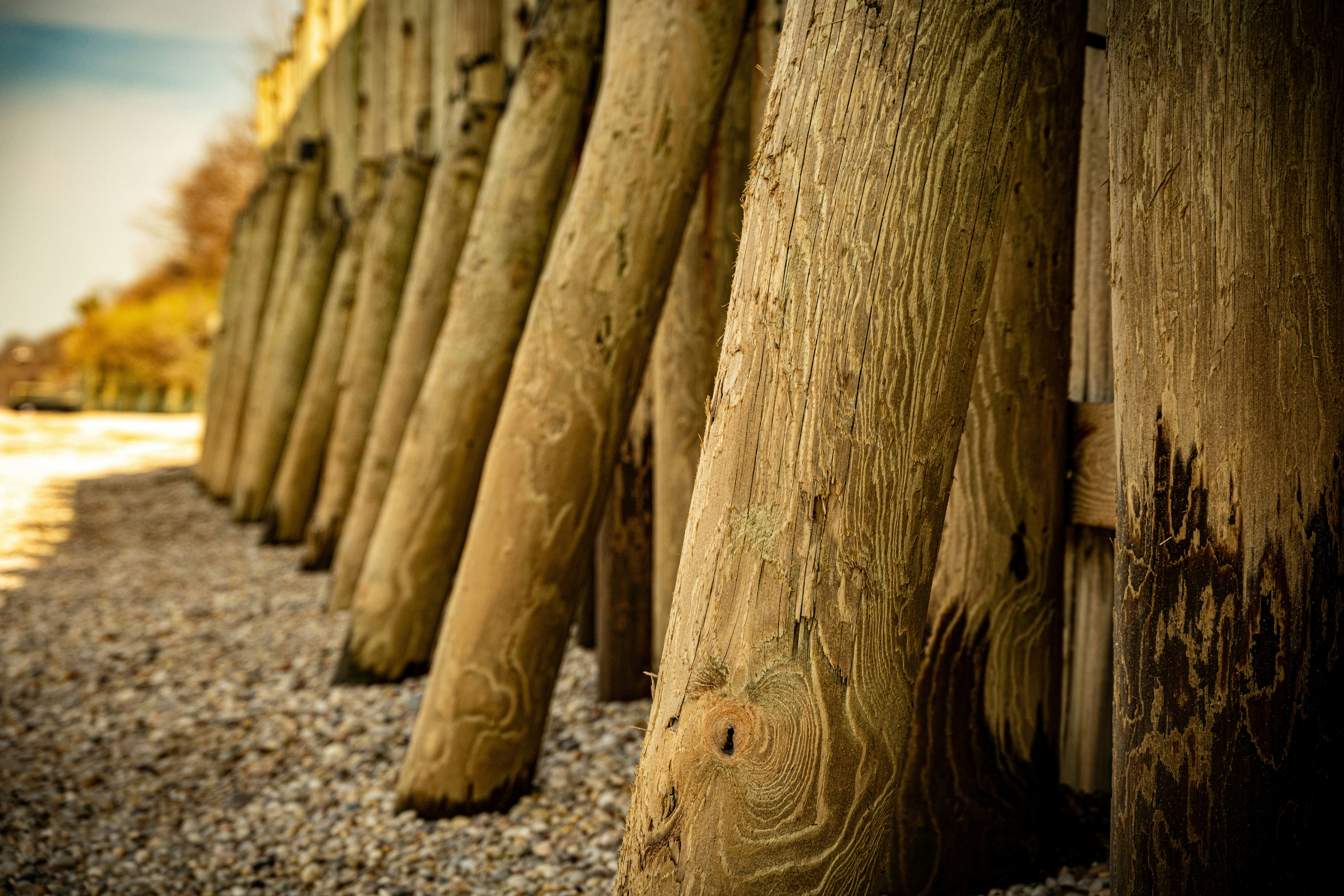Wooden Columns of the Shoreline Pier