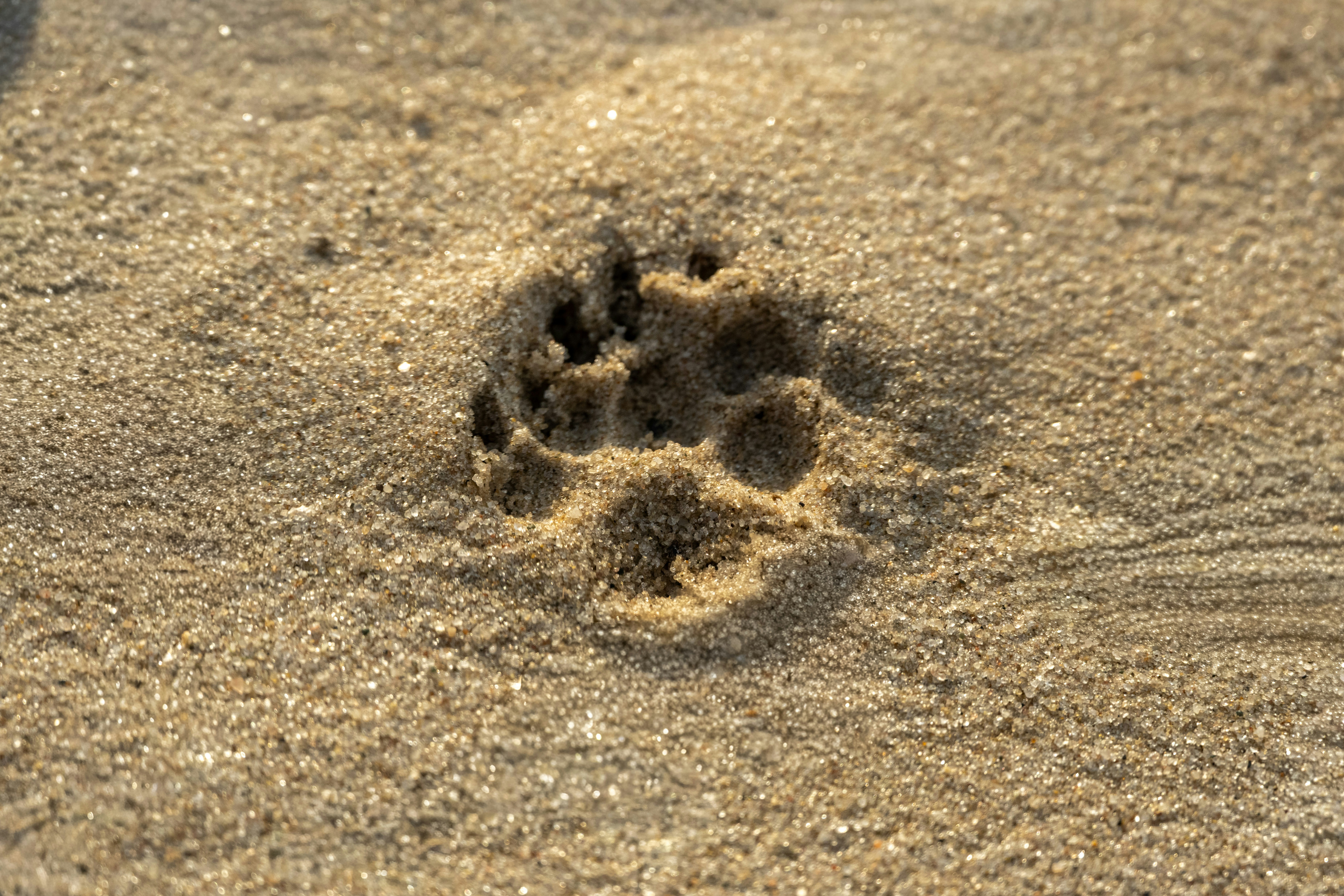 Close-Up in Sand: A Tiny Footprint Keystone