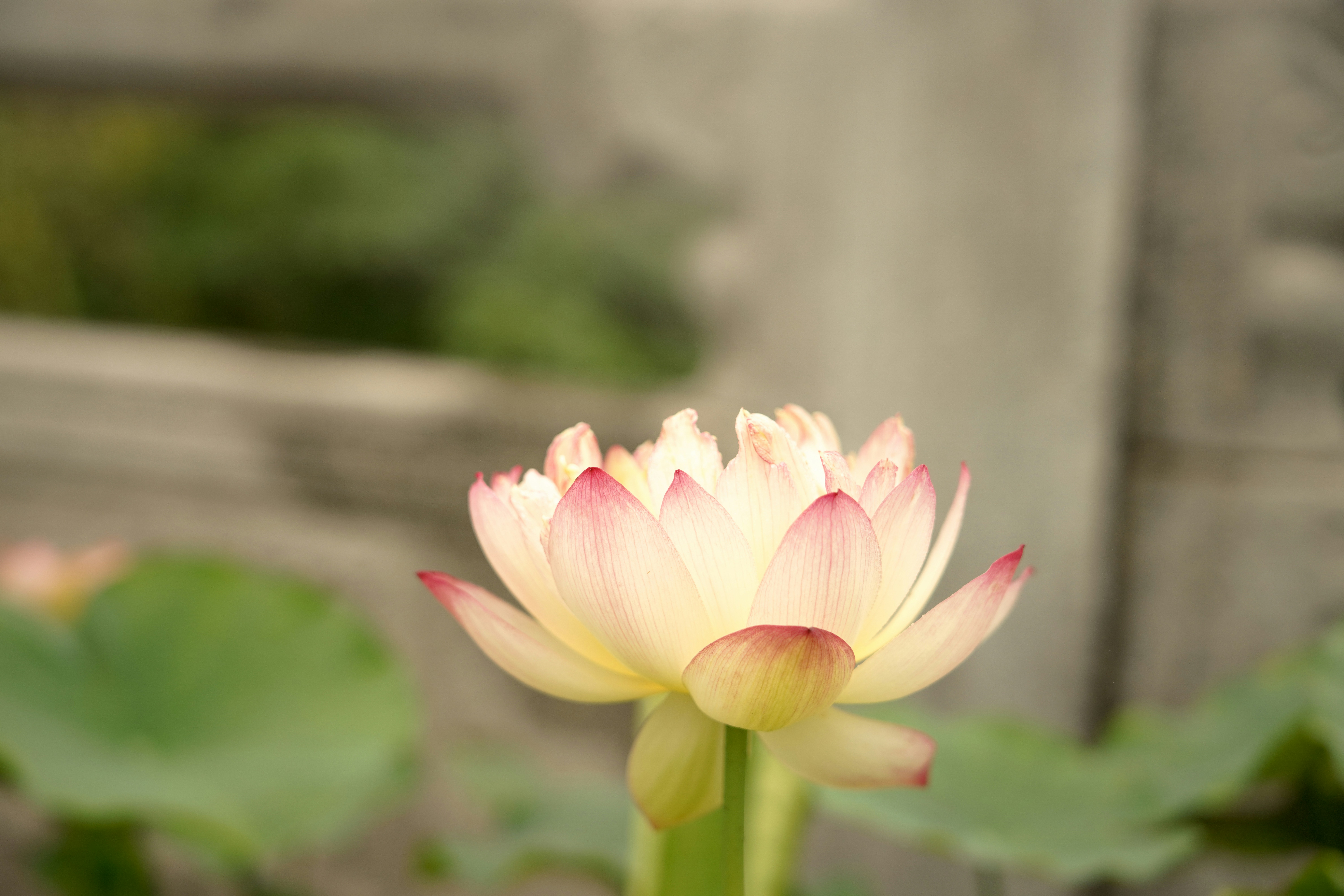 Soft Bloom: a pale lotus against a muted garden backdrop
