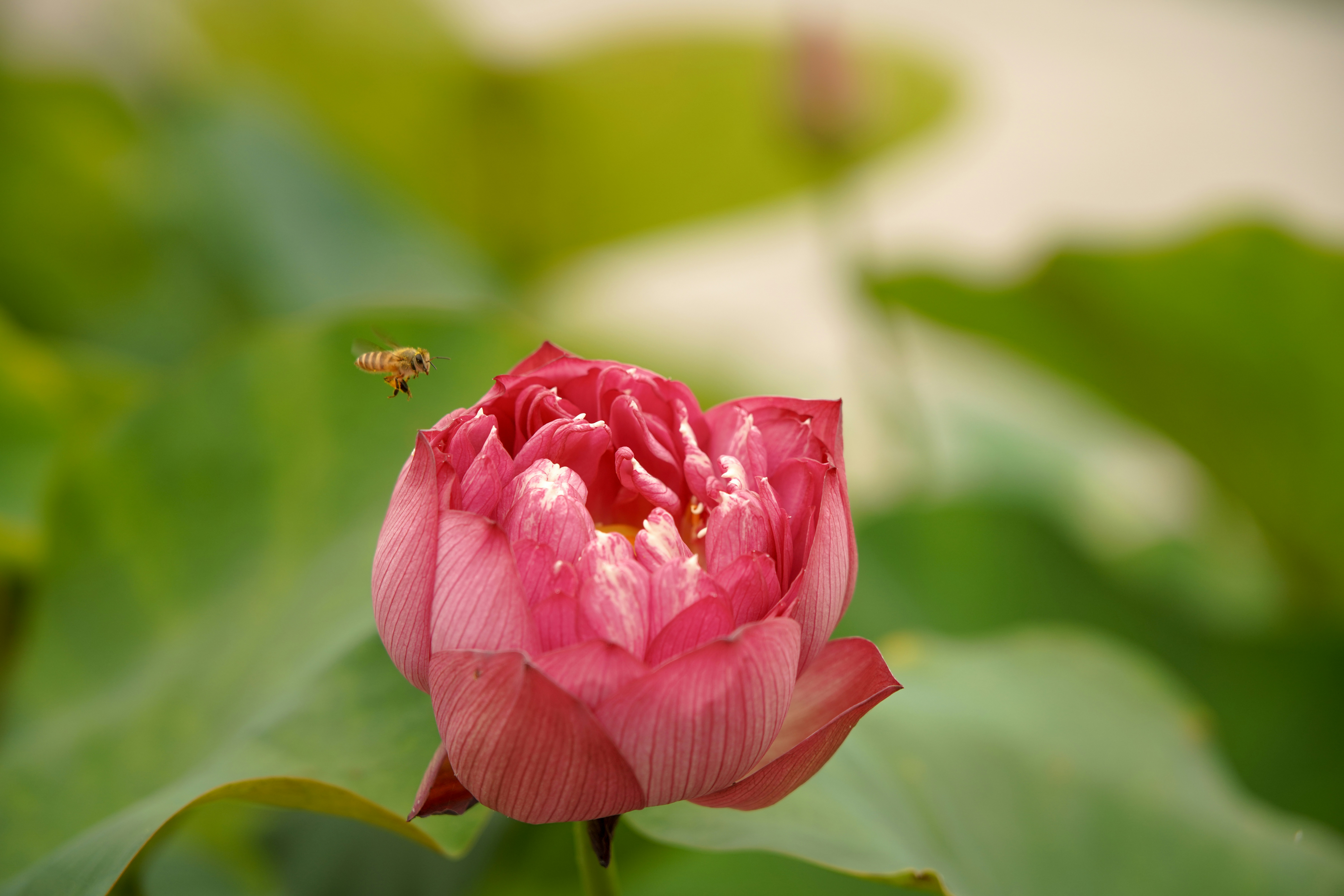 Blooming pink lotus with a hovering bee