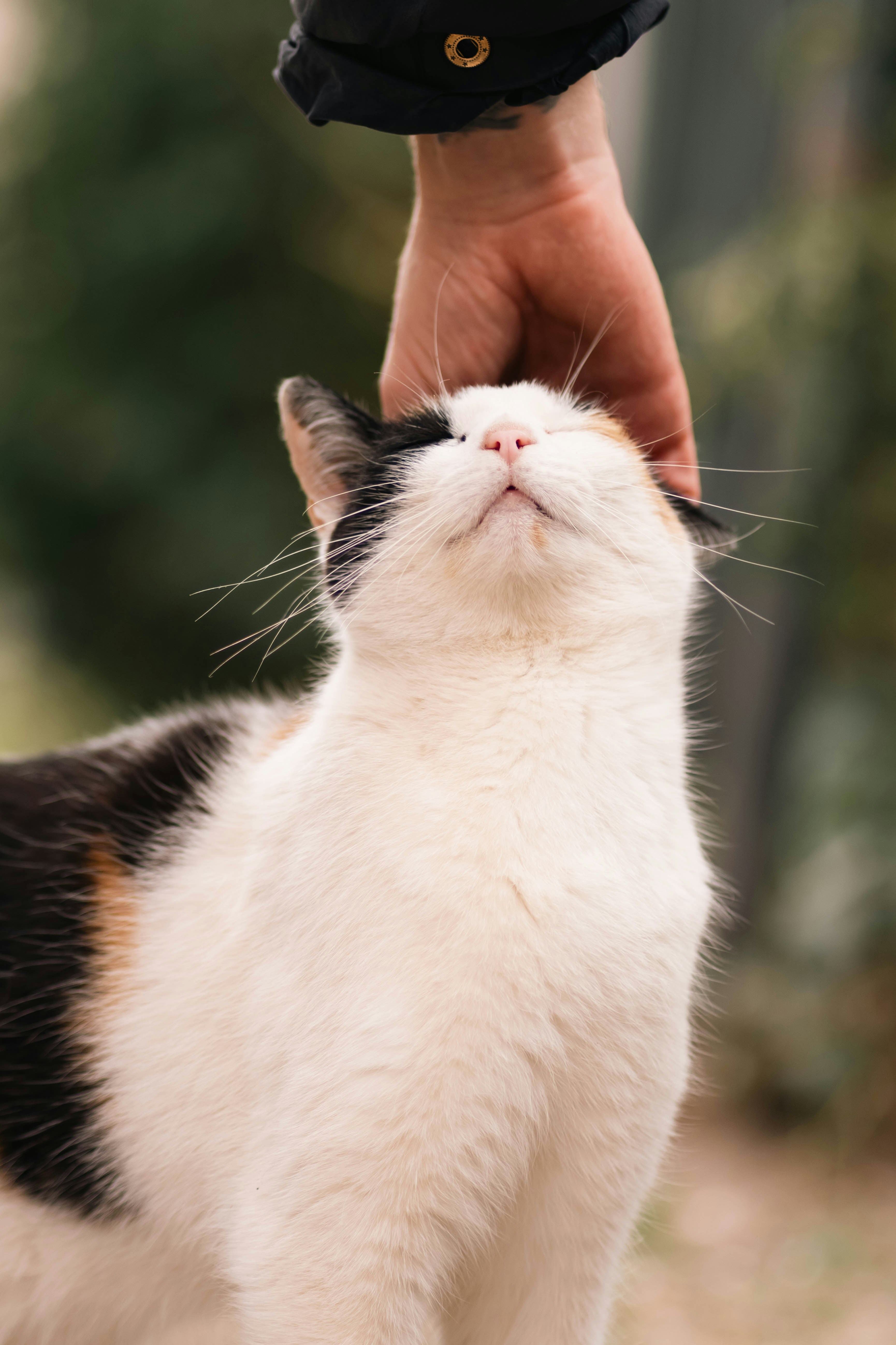 Nudged by Affection: Cat Reaches for a Friendly Tap